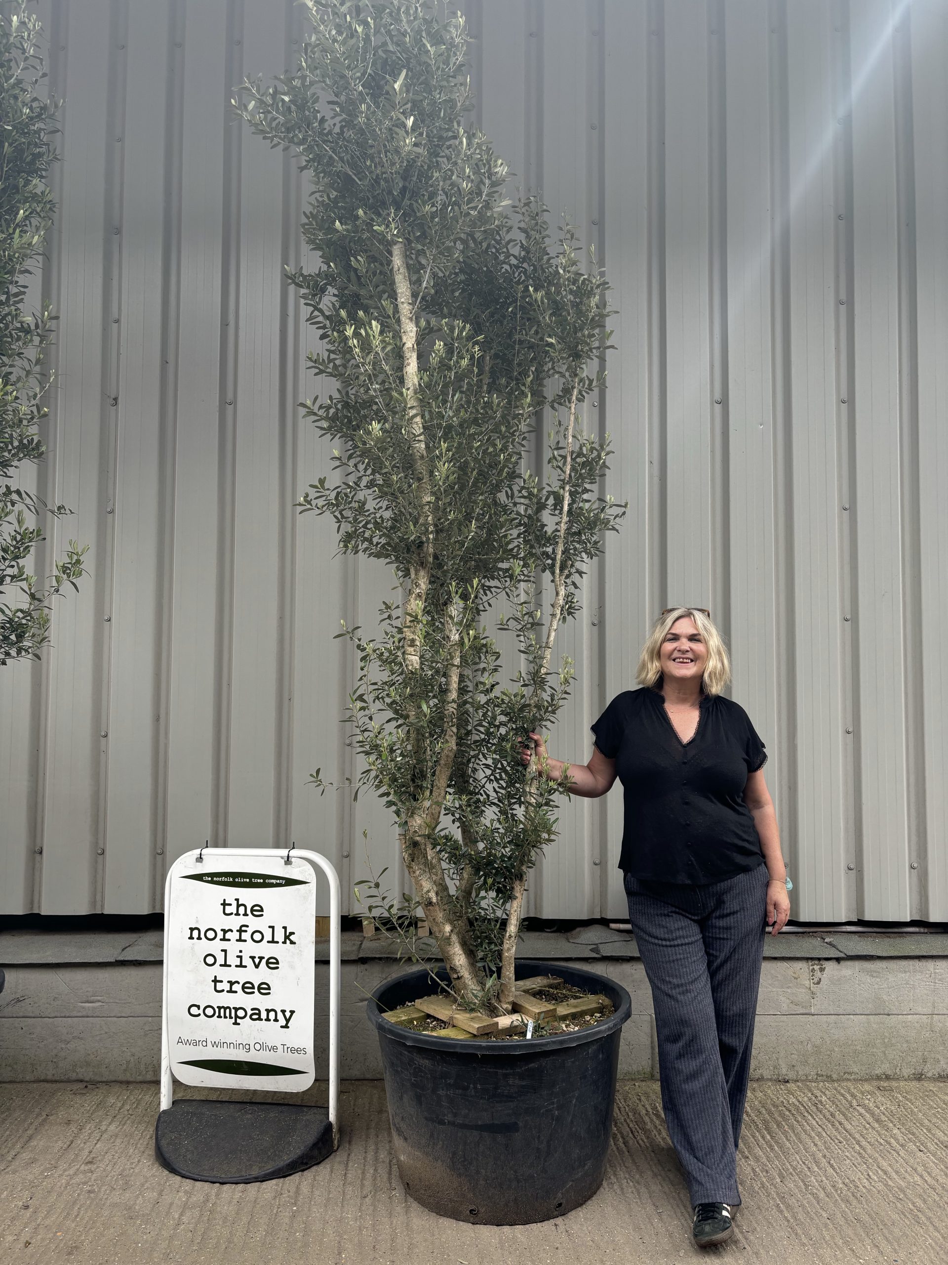 10 foot tall Olive Tree - The Norfolk Olive Tree Company