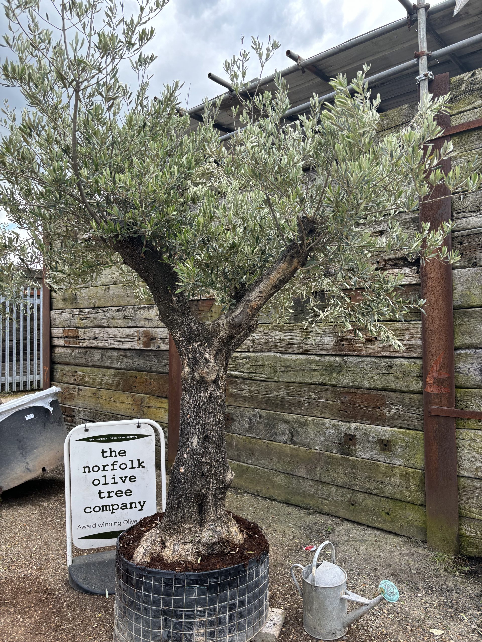 Gnarled Olive tree multiple branches - The Norfolk Olive Tree Company