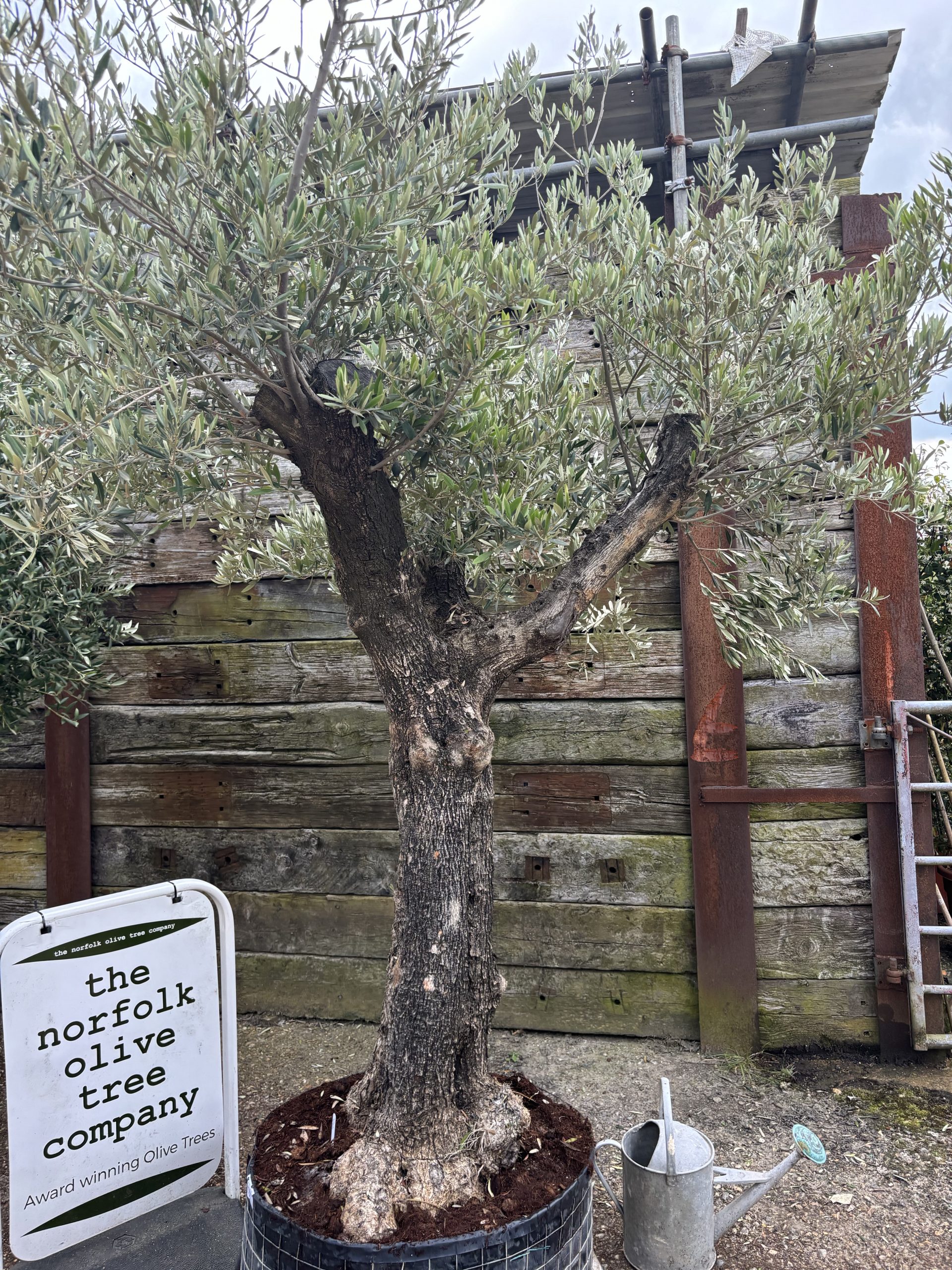 Gnarled Olive tree multiple branches - The Norfolk Olive Tree Company