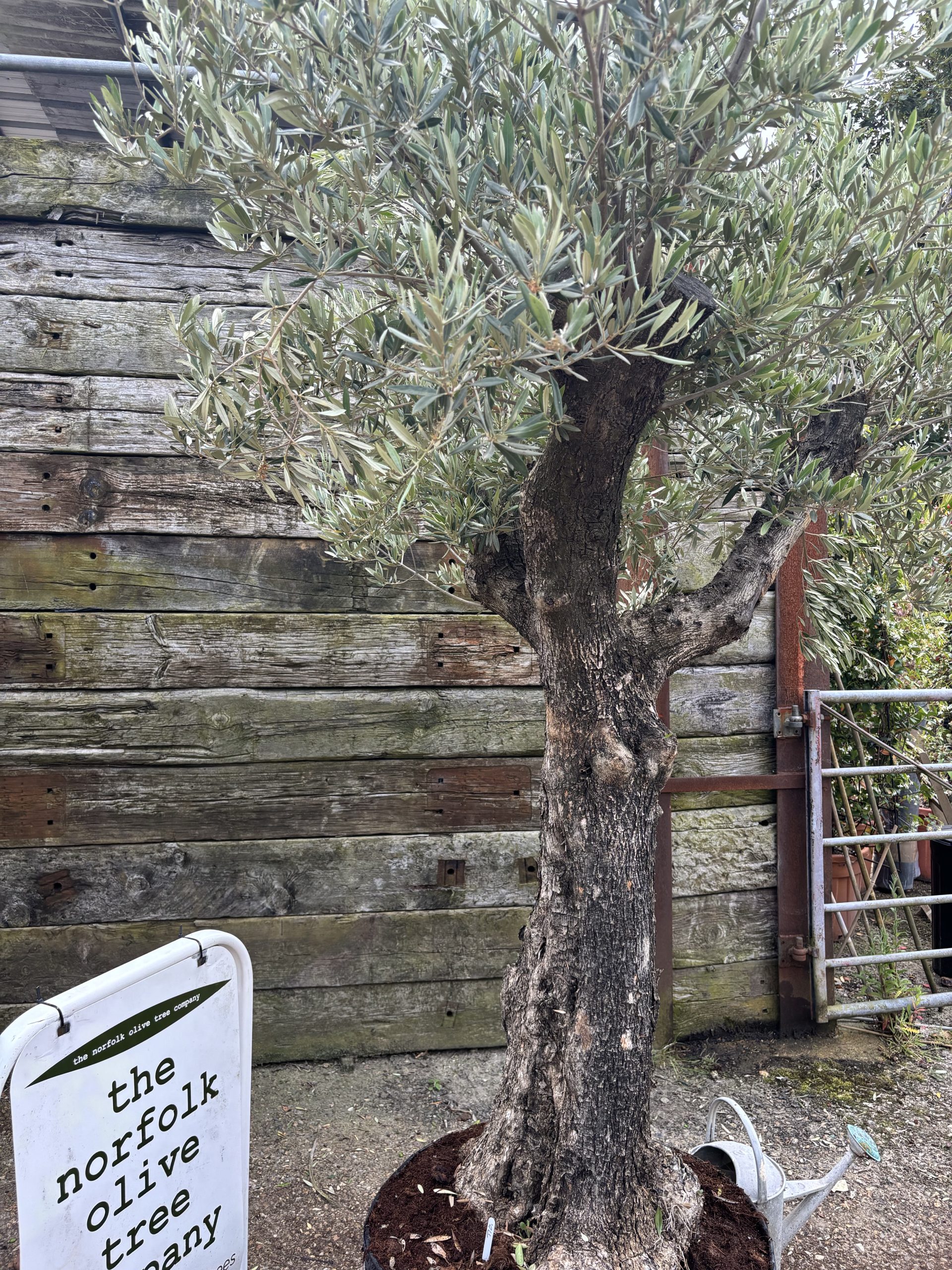 Gnarled Olive tree multiple branches - The Norfolk Olive Tree Company