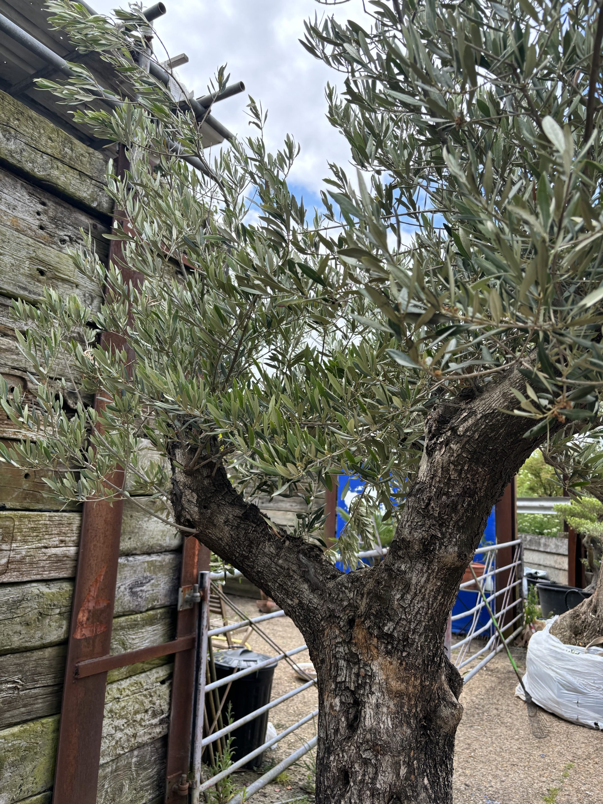 Gnarled Olive tree multiple branches - The Norfolk Olive Tree Company