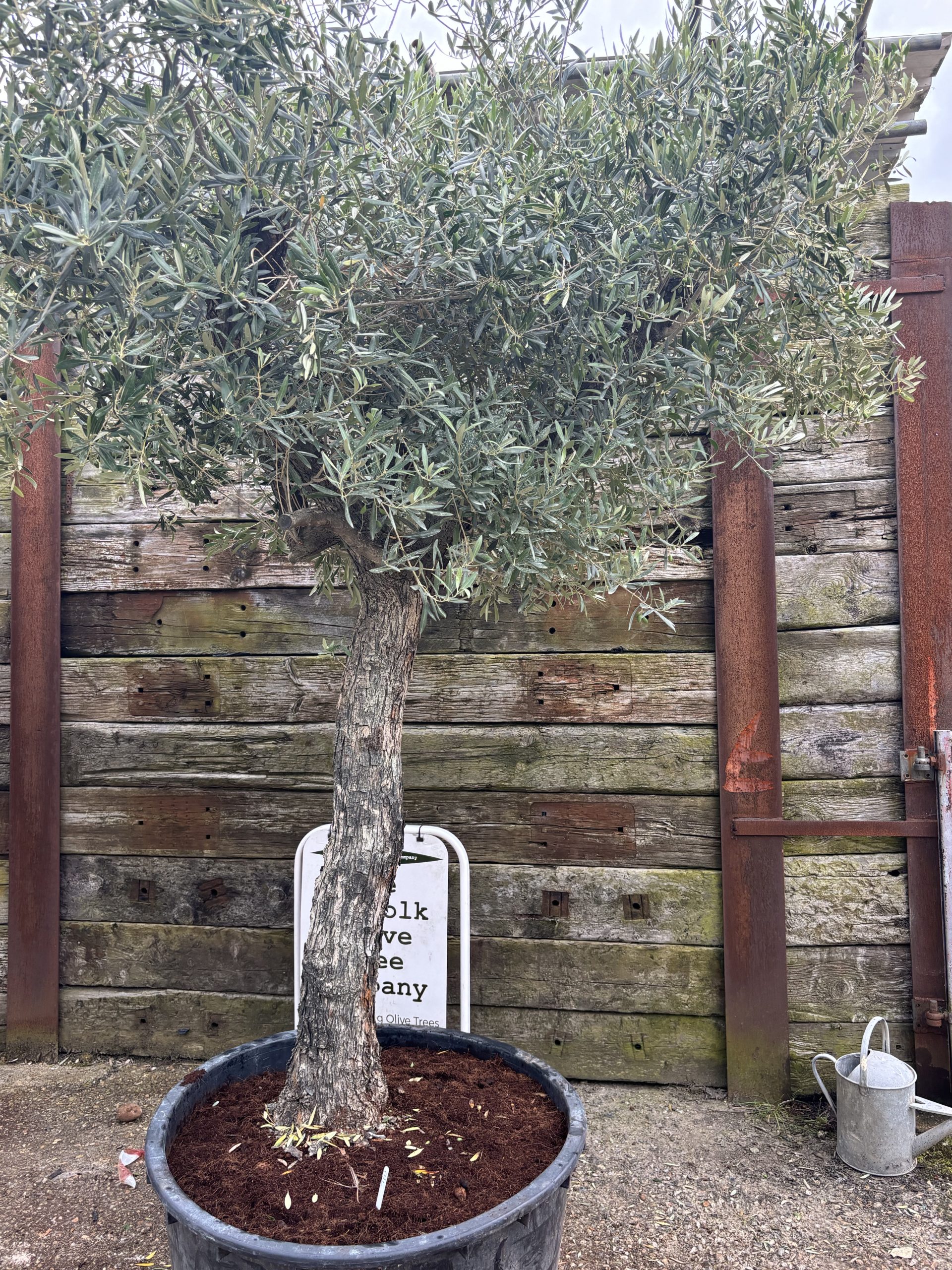 Gnarled Olive tree multiple branches - The Norfolk Olive Tree Company