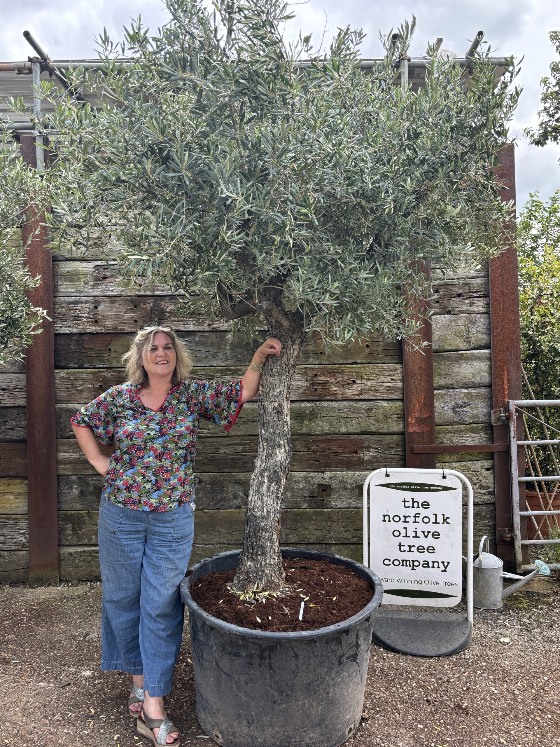 Gnarled Olive tree multiple branches - The Norfolk Olive Tree Company