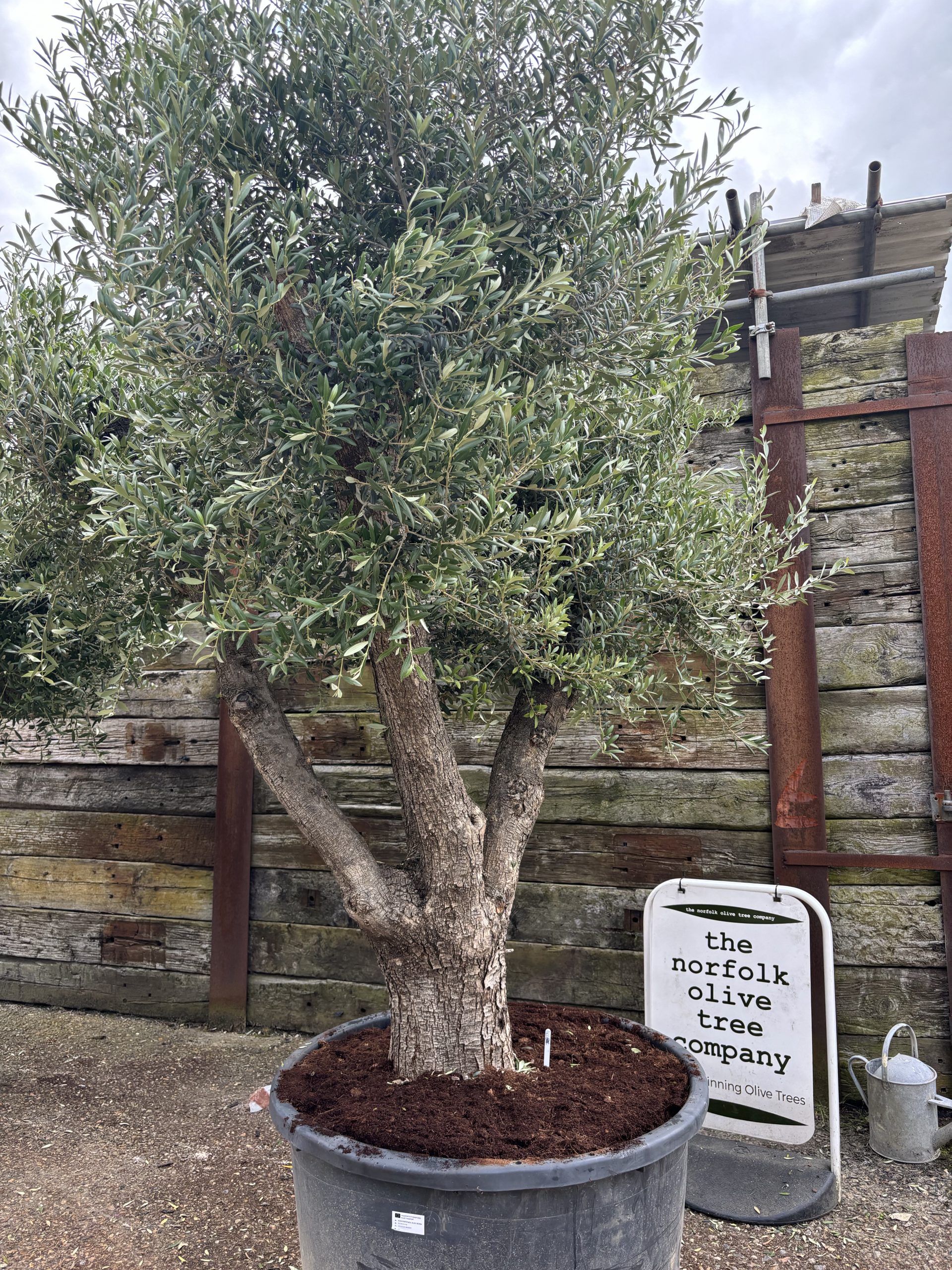 Ancient vase Olive Tree - The Norfolk Olive Tree Company