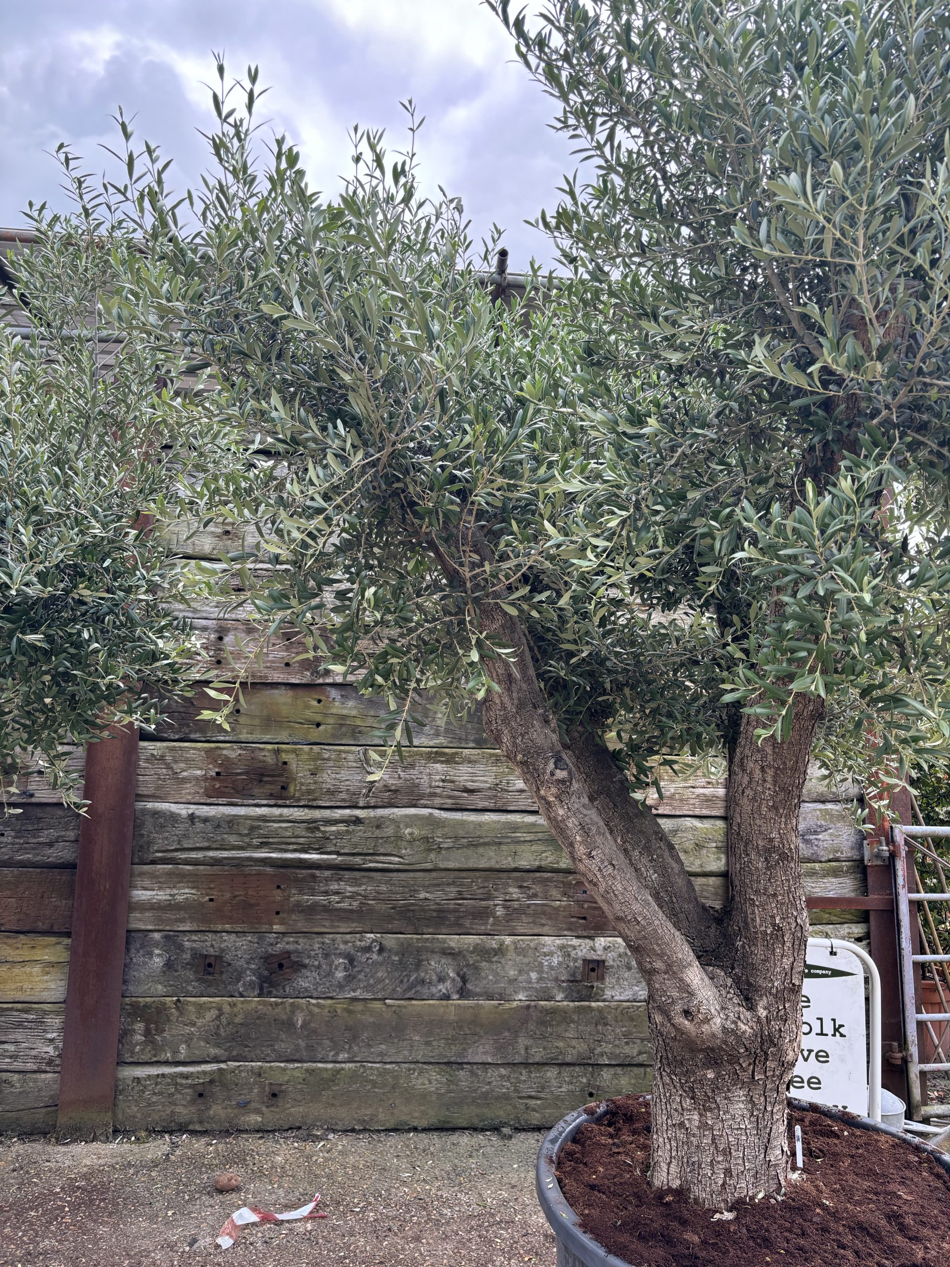 Ancient vase Olive Tree - The Norfolk Olive Tree Company