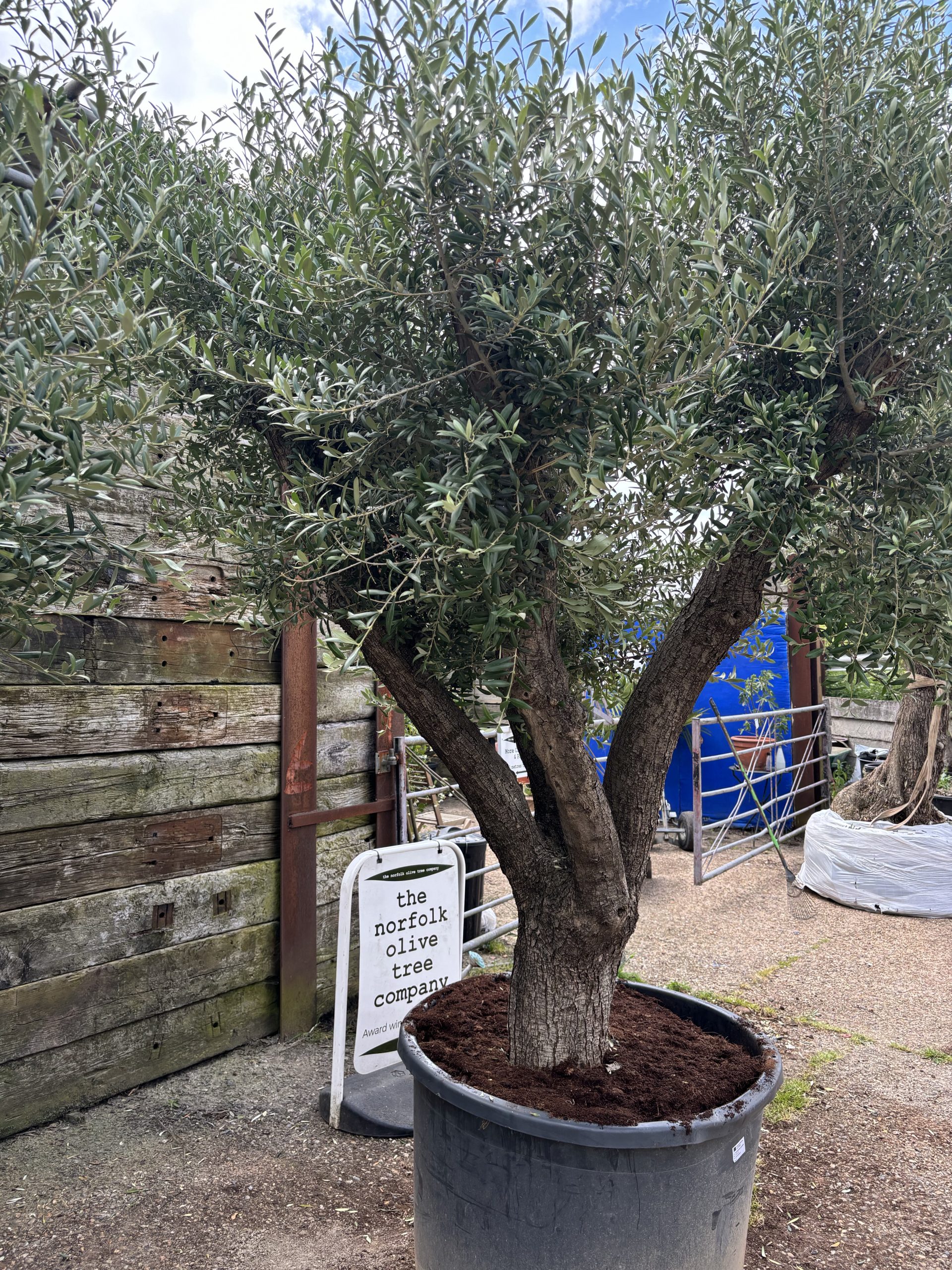 Ancient vase Olive Tree - The Norfolk Olive Tree Company