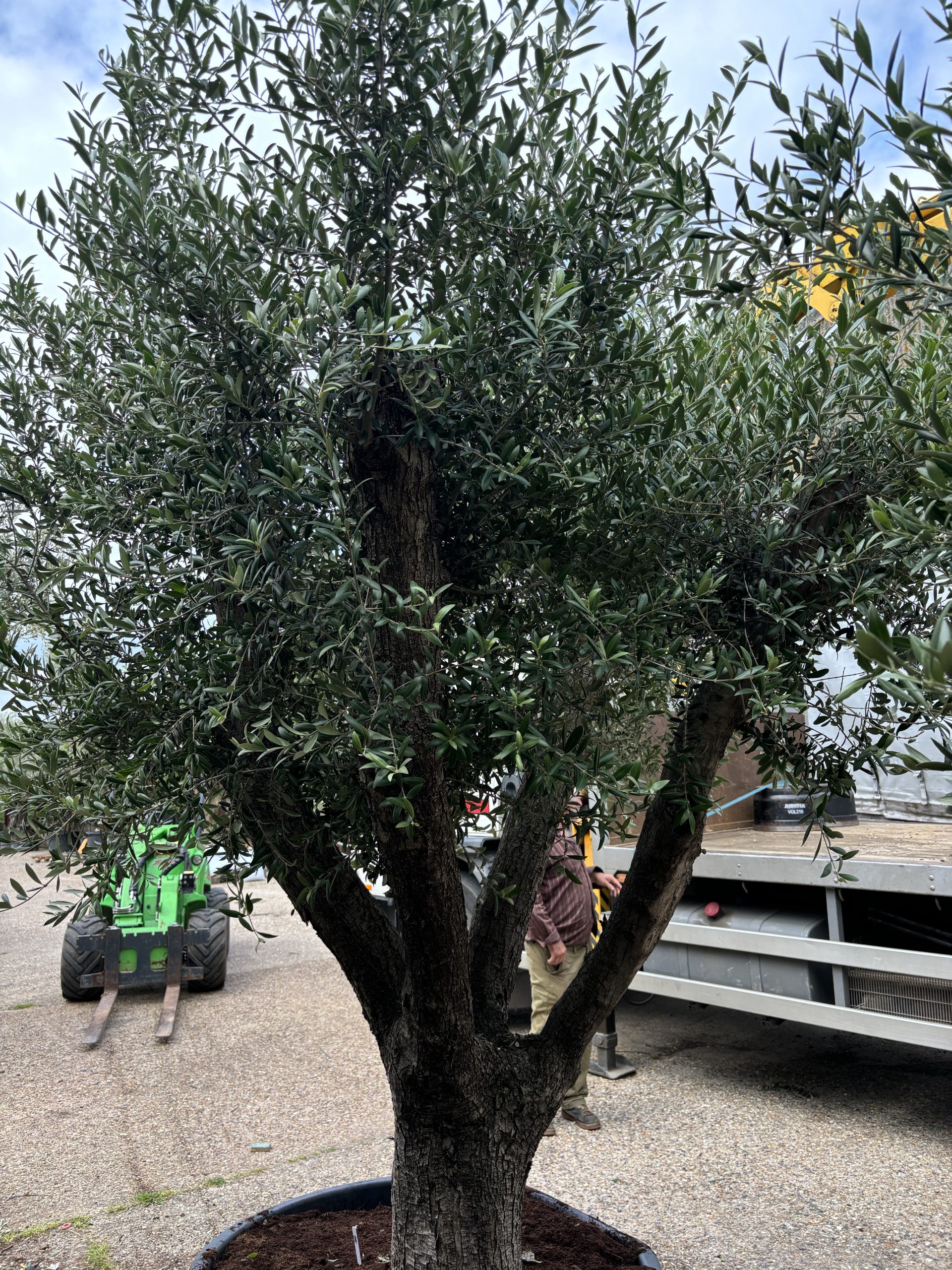 Ancient vase Olive Tree - The Norfolk Olive Tree Company