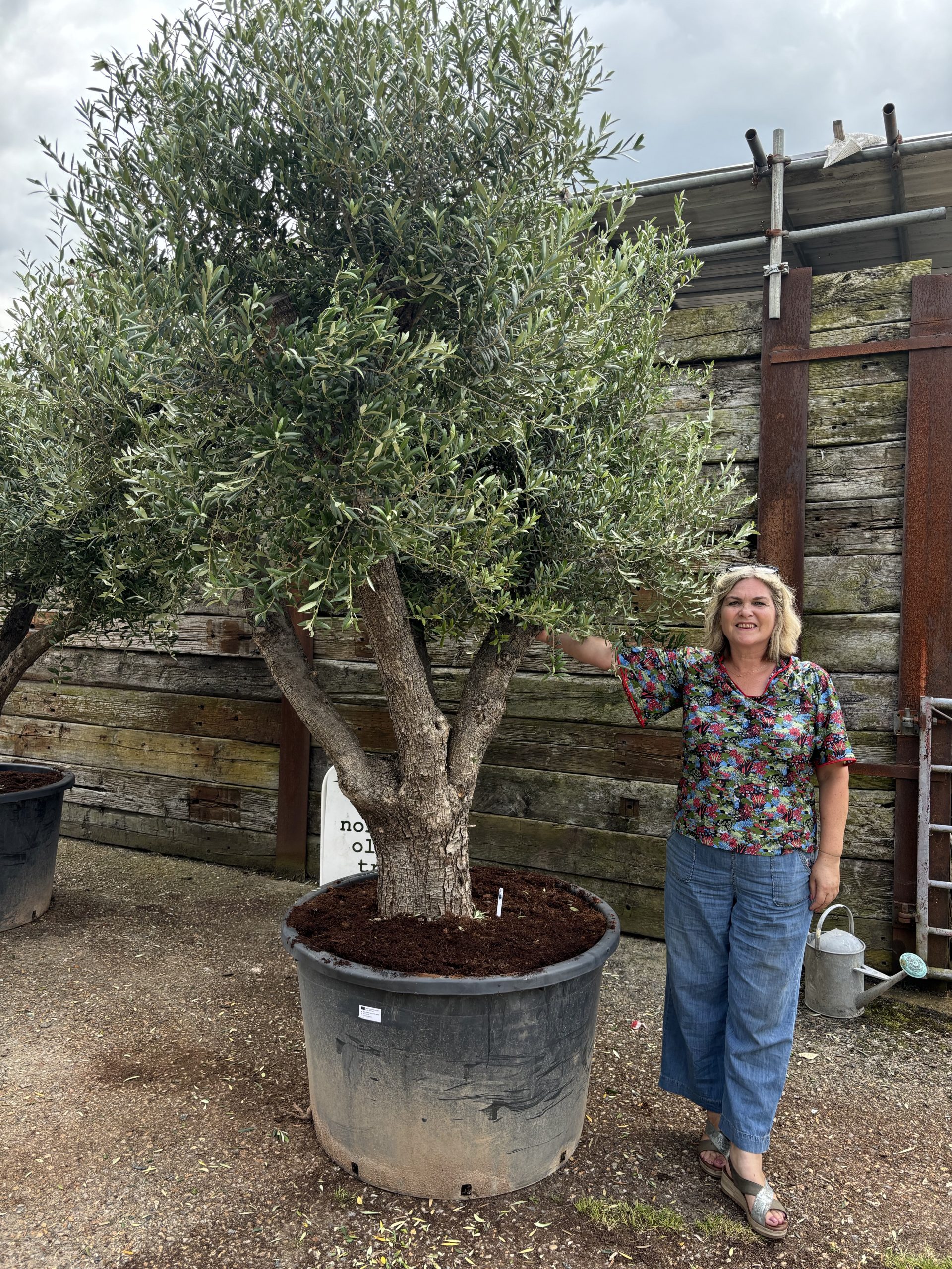 Ancient vase Olive Tree - The Norfolk Olive Tree Company