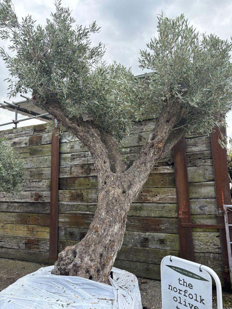 Tall ancient Olive tree - The Norfolk Olive Tree Company