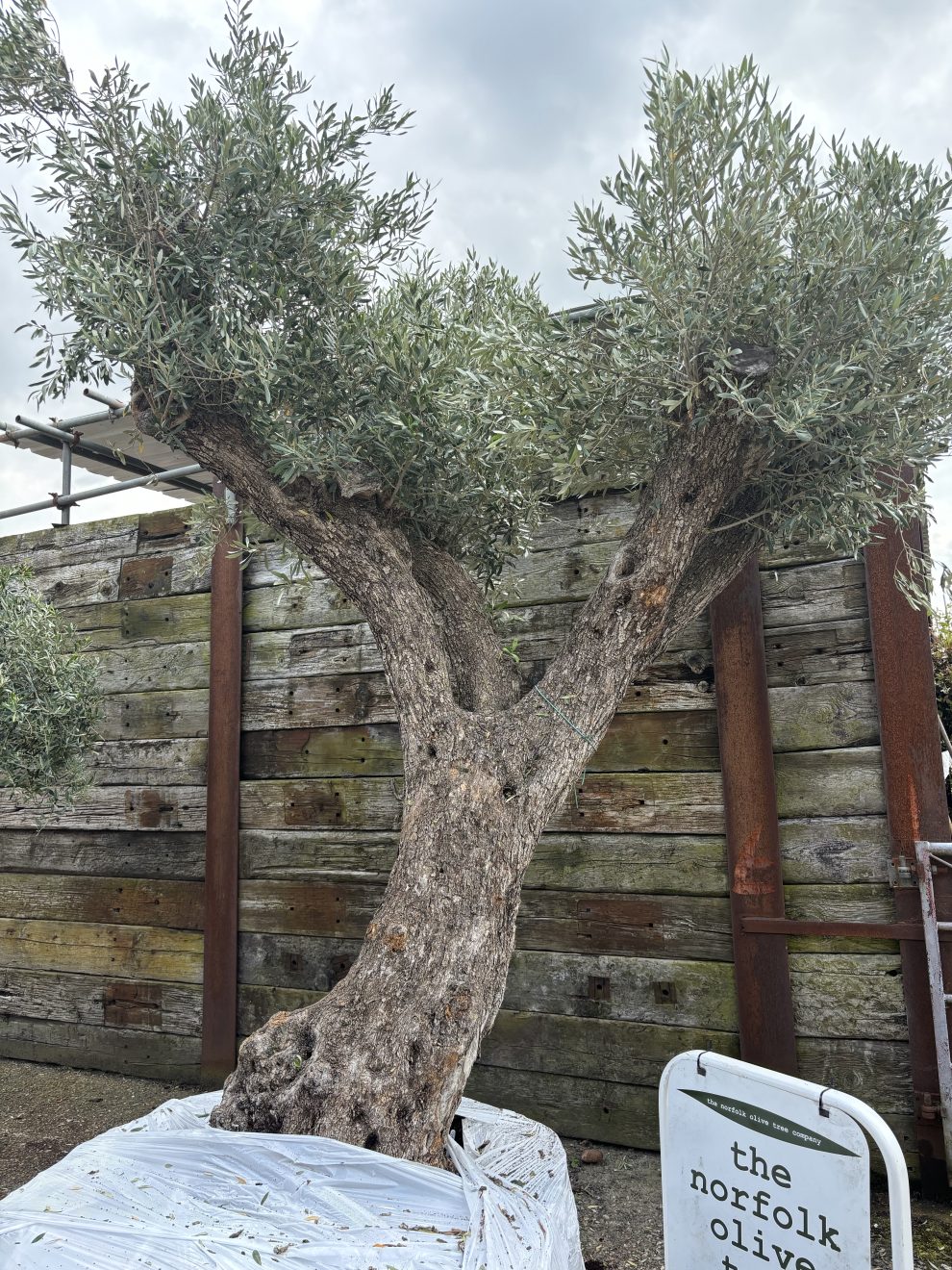 Tall ancient Olive tree - The Norfolk Olive Tree Company