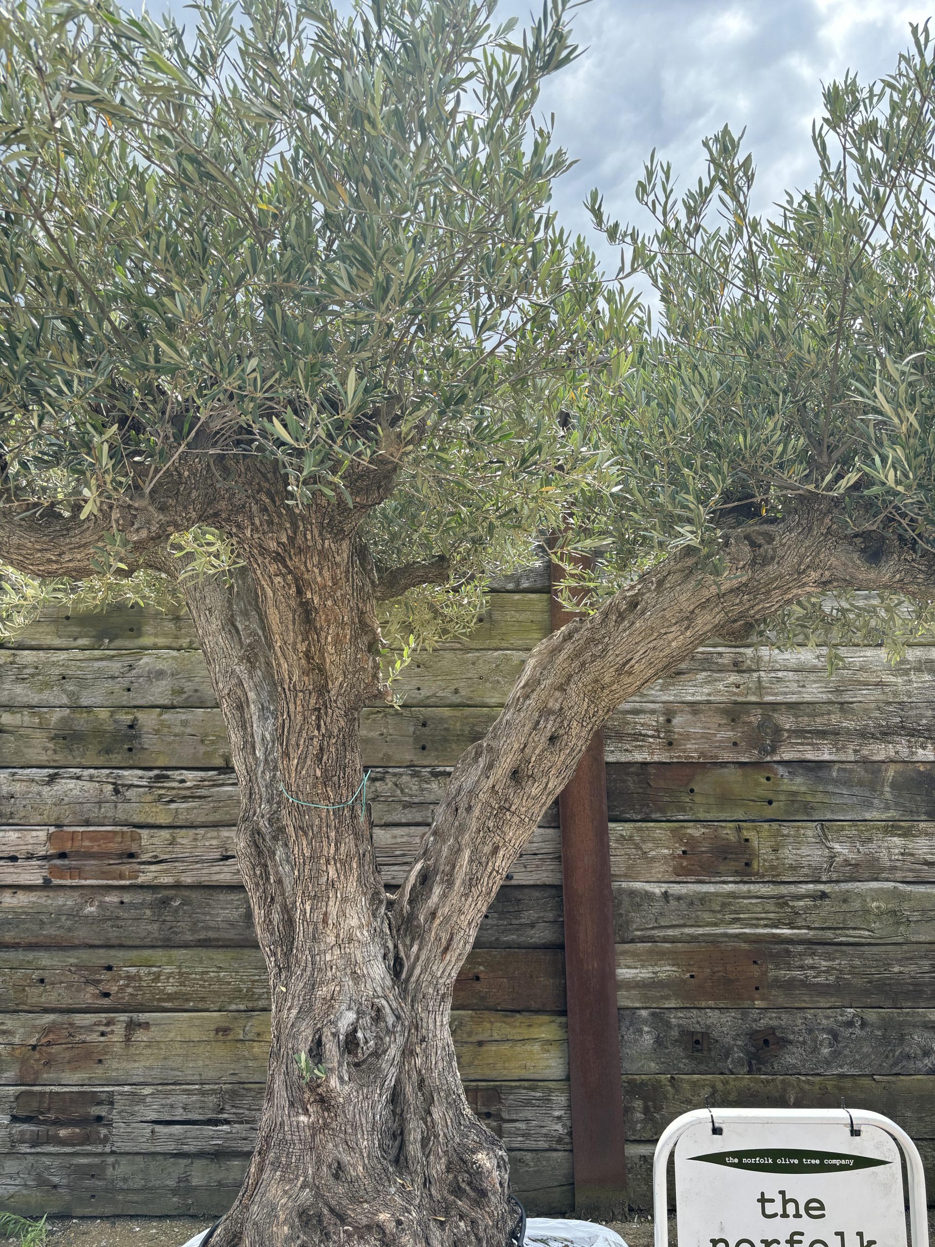 Tall ancient Olive tree - The Norfolk Olive Tree Company