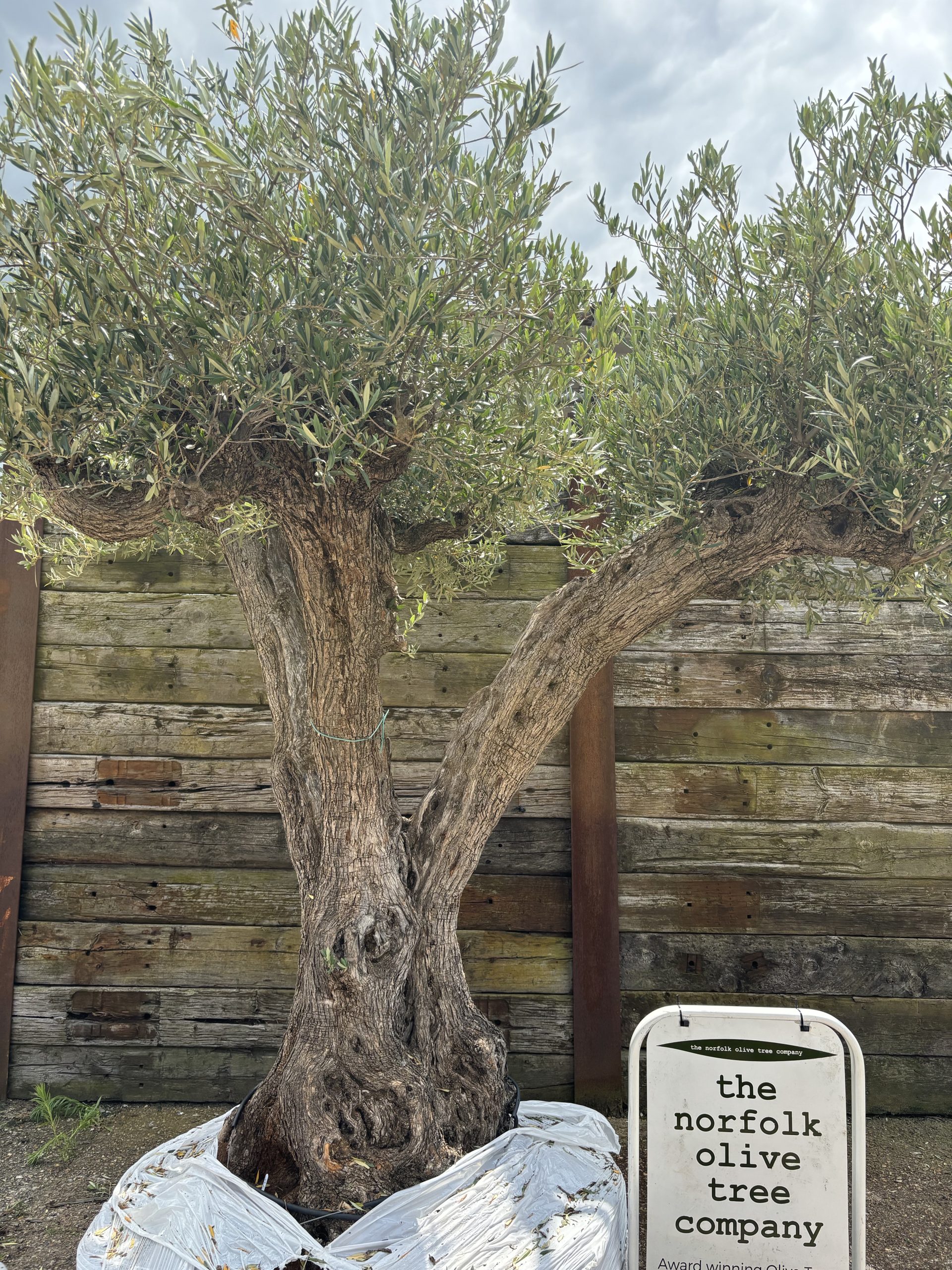 Tall ancient Olive tree - The Norfolk Olive Tree Company