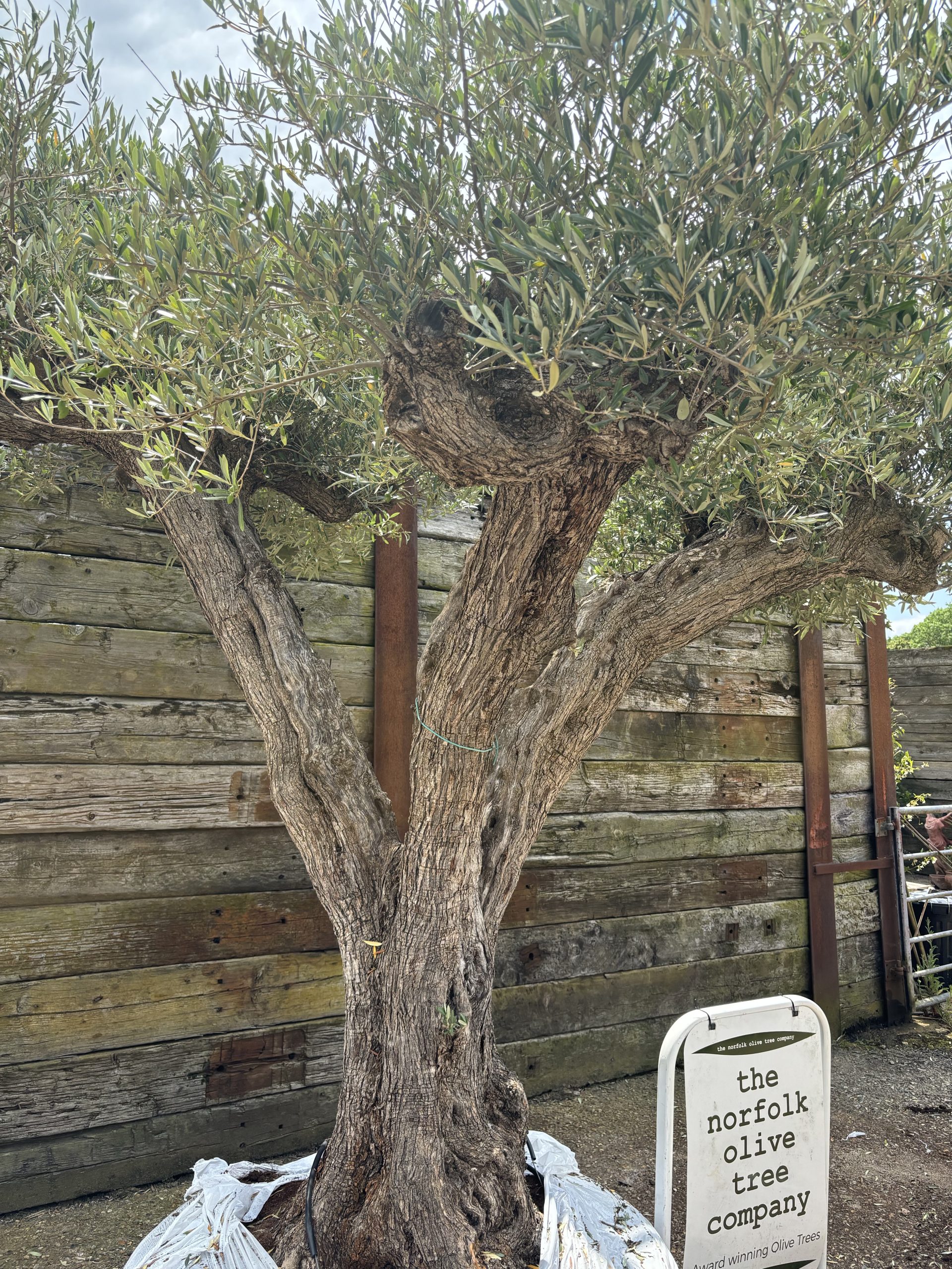 Tall ancient Olive tree - The Norfolk Olive Tree Company
