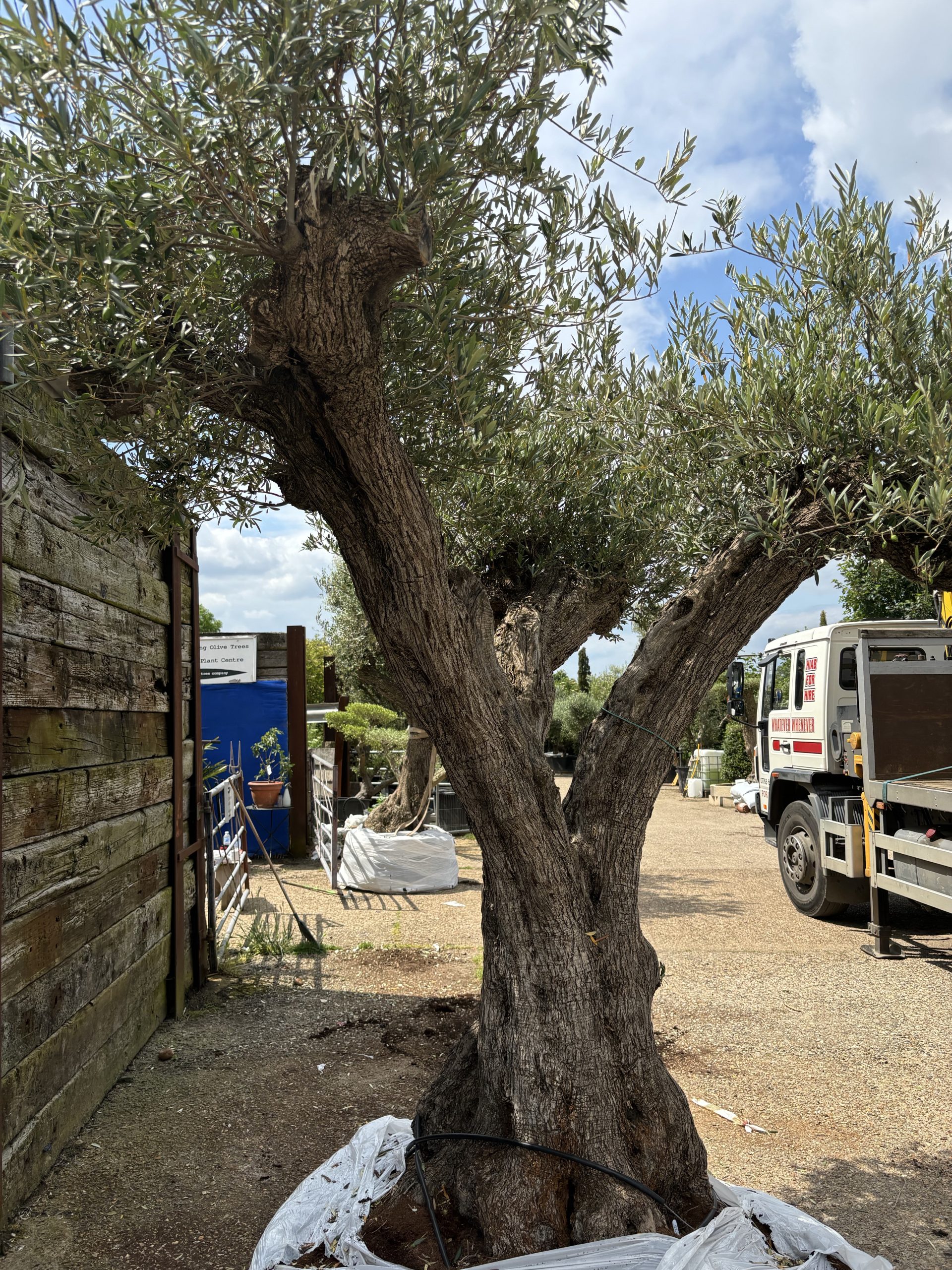 Tall ancient Olive tree - The Norfolk Olive Tree Company