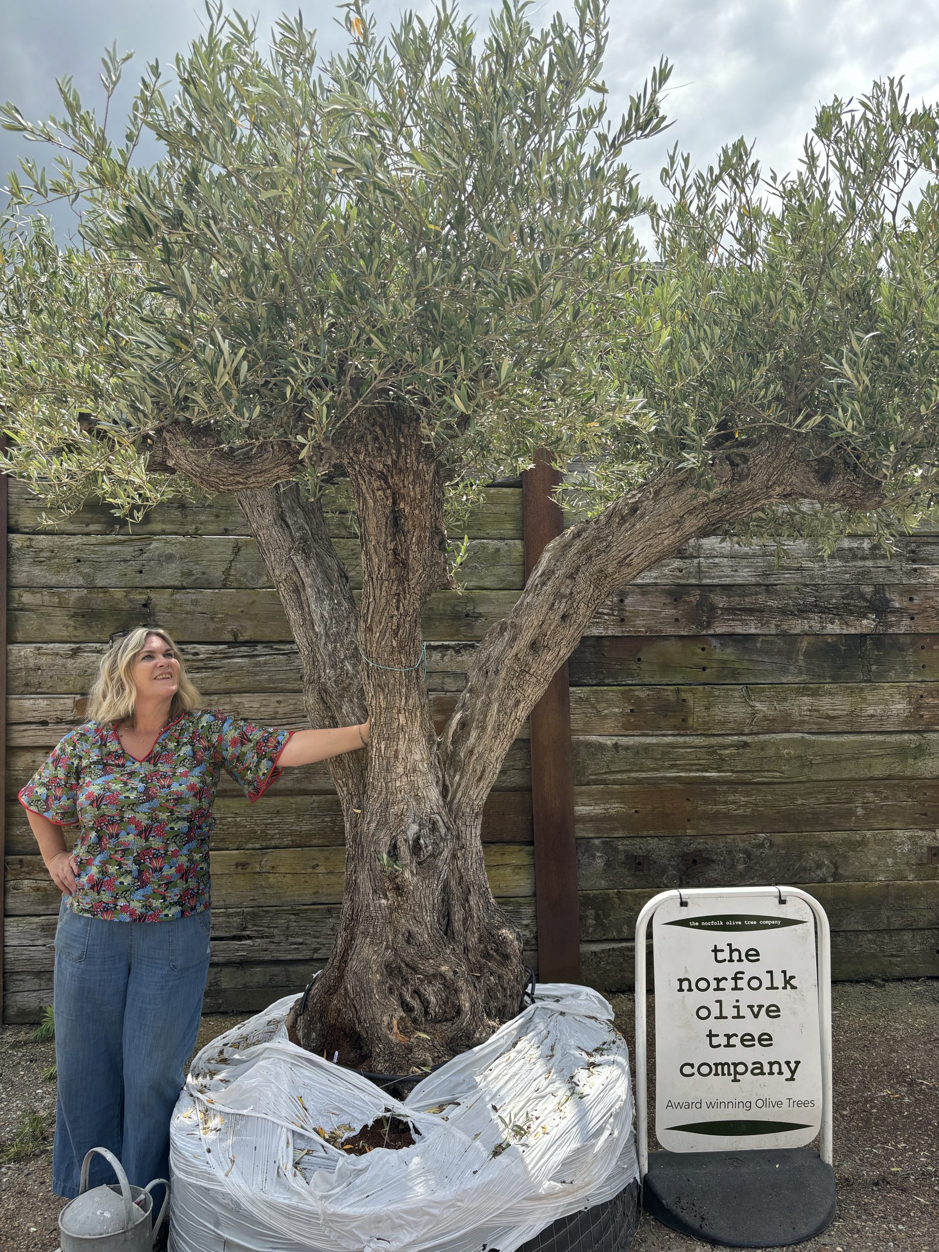 Tall ancient Olive tree - The Norfolk Olive Tree Company