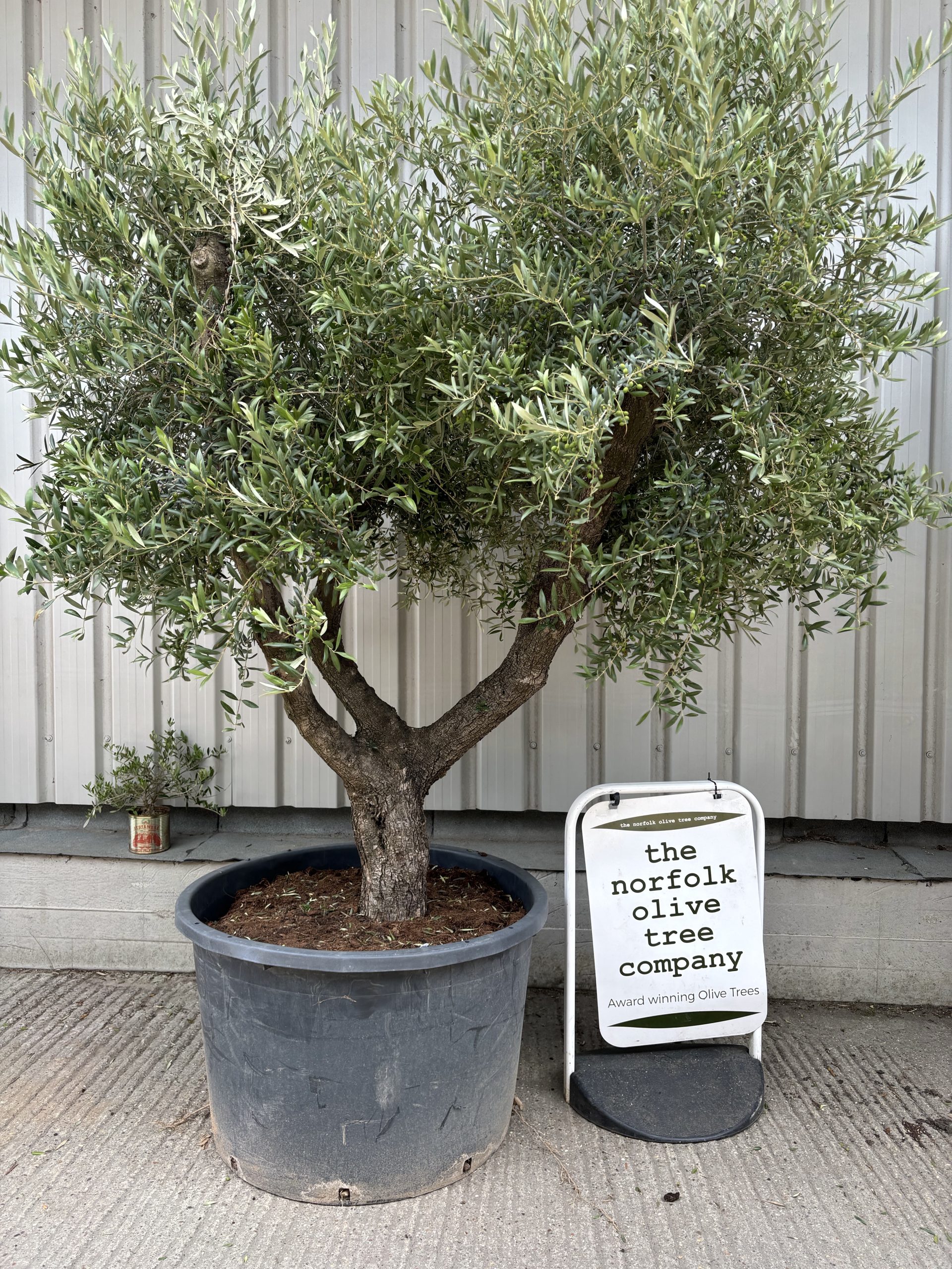 Multi-branched ancient Olive tree - The Norfolk Olive Tree Company