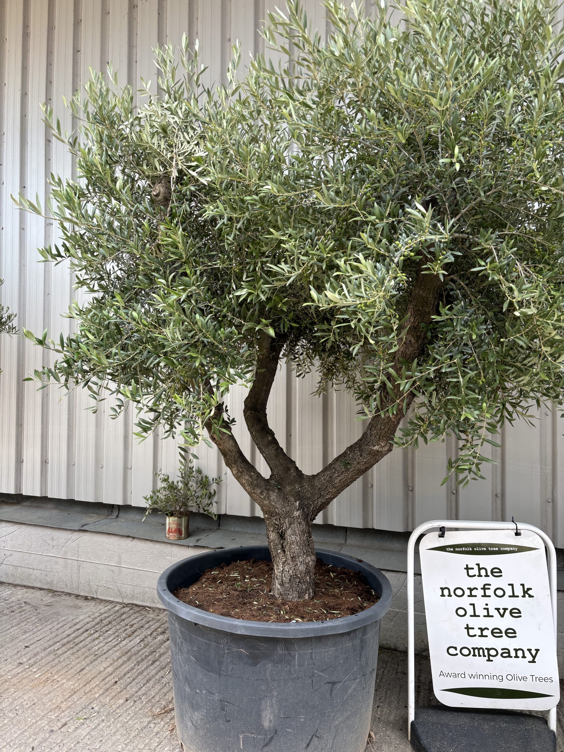 Multi-branched ancient Olive tree - The Norfolk Olive Tree Company