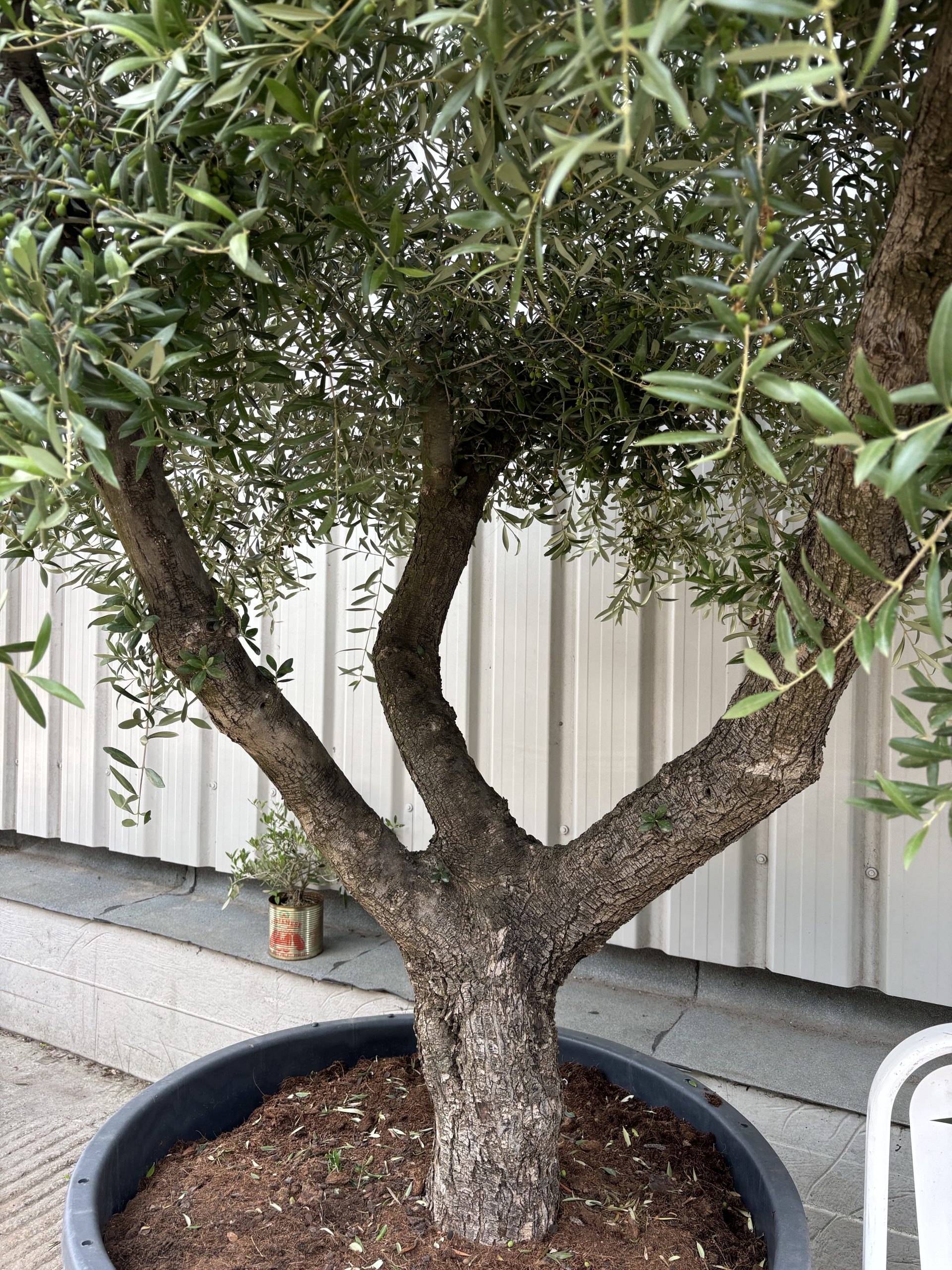 Multi-branched ancient Olive tree - The Norfolk Olive Tree Company