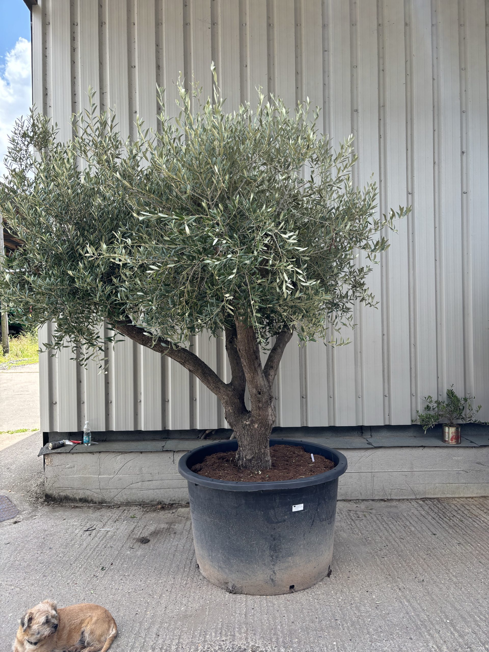 Ancient vase Olive Tree - The Norfolk Olive Tree Company