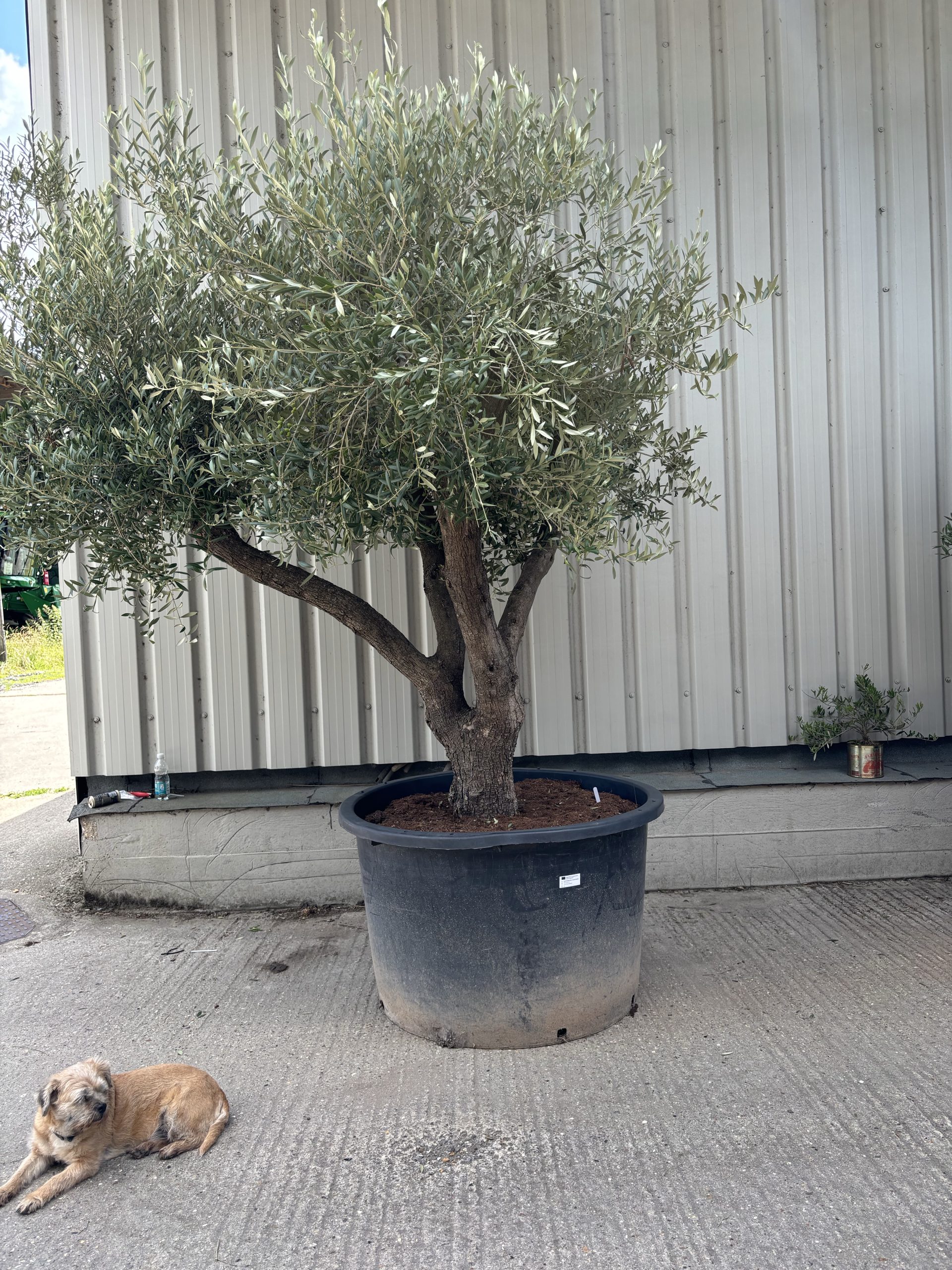 Ancient vase Olive Tree - The Norfolk Olive Tree Company