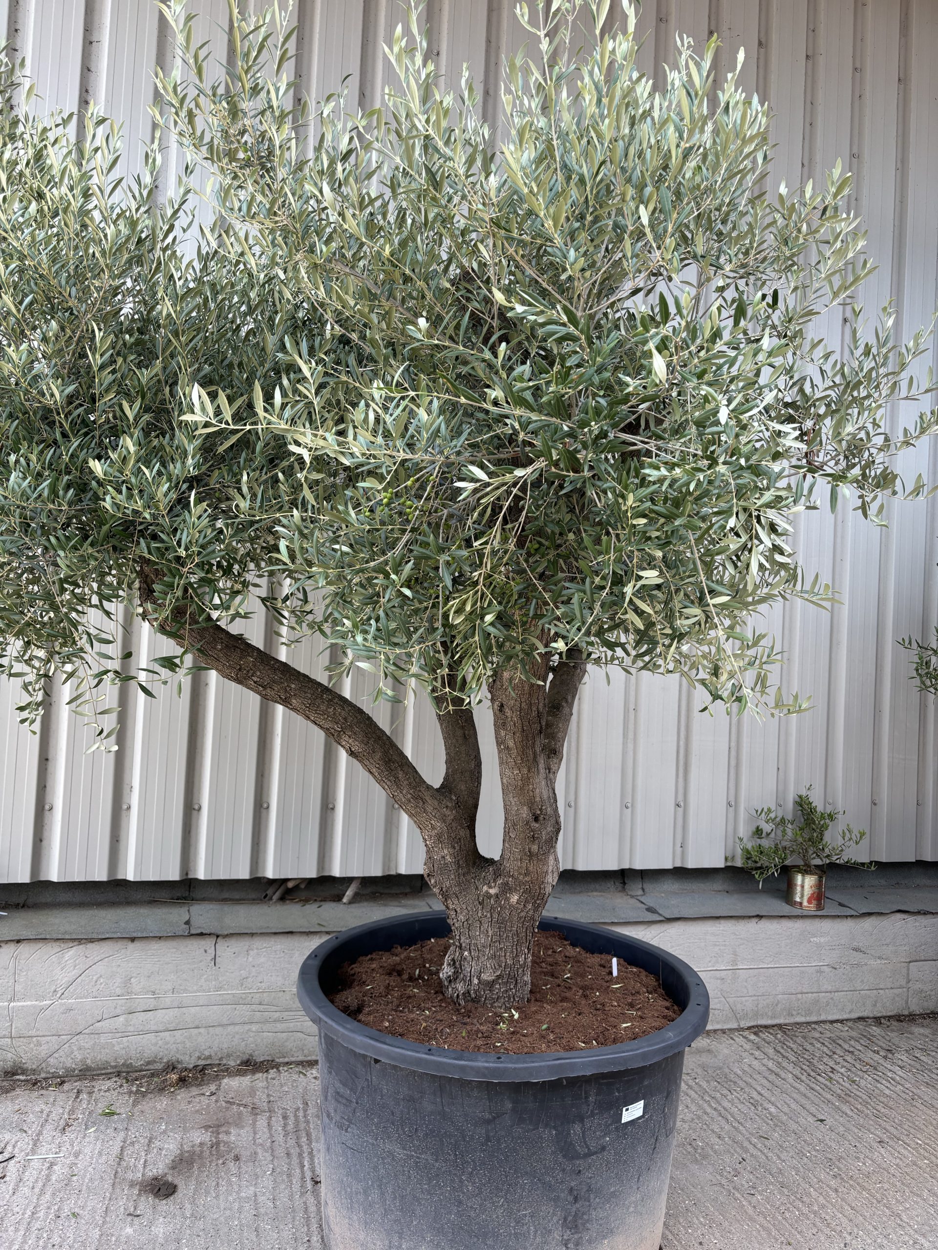 Ancient vase Olive Tree - The Norfolk Olive Tree Company