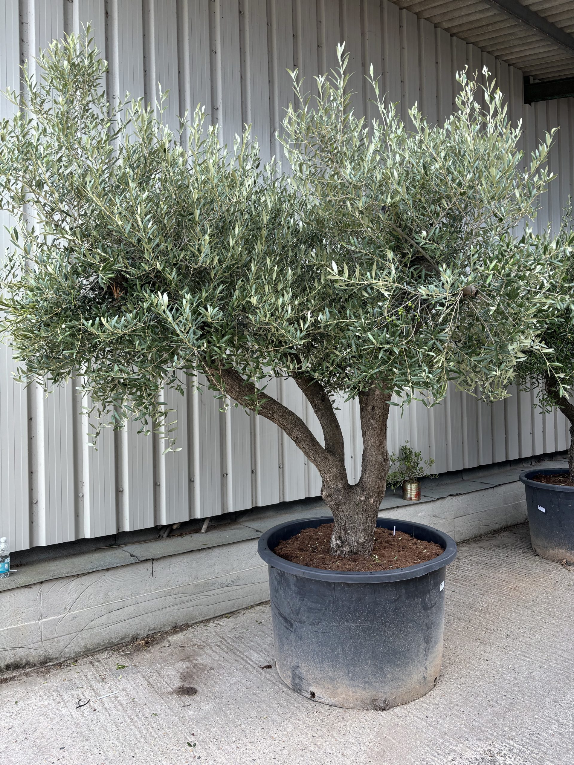 Ancient vase Olive Tree - The Norfolk Olive Tree Company