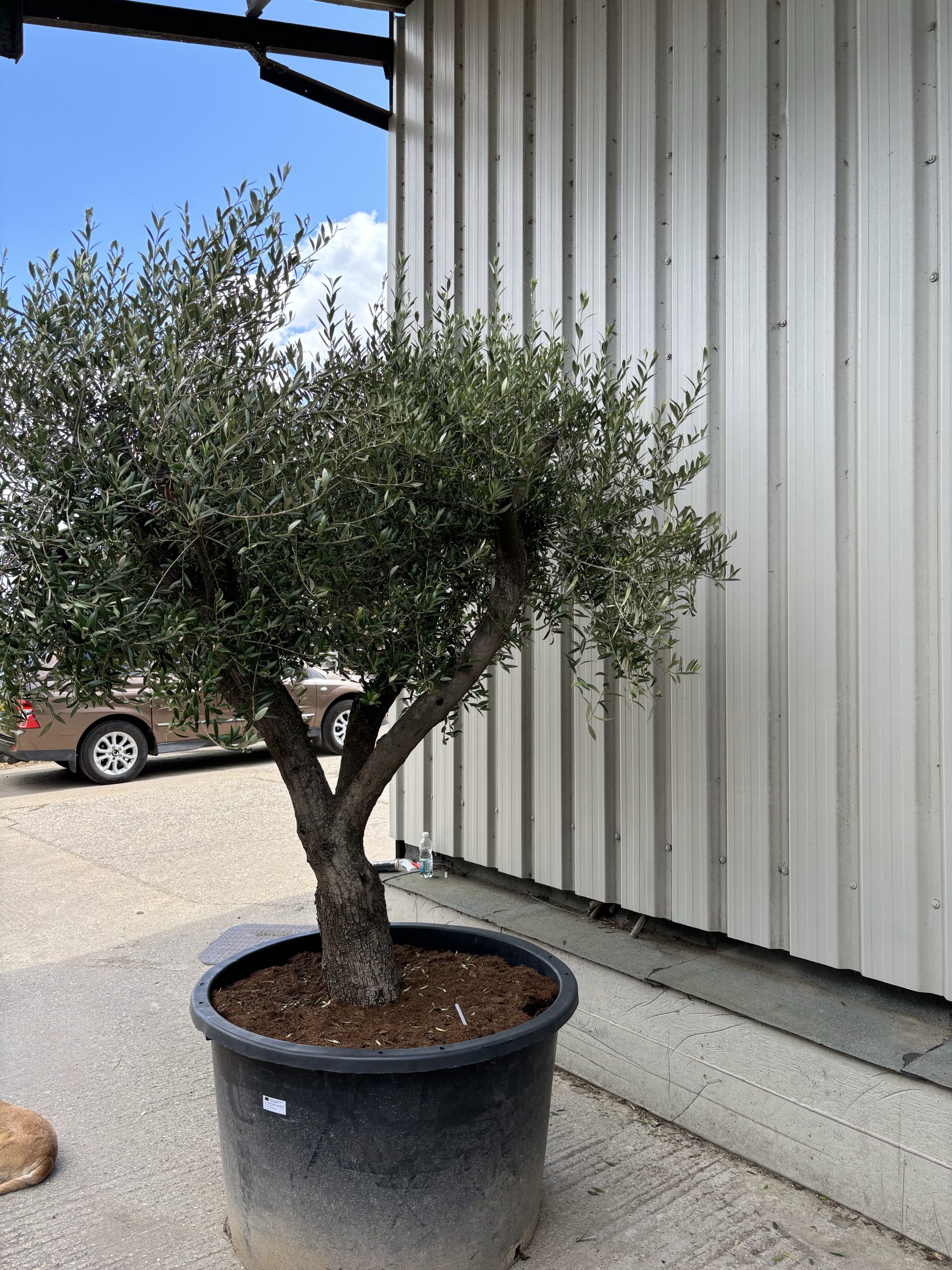 Ancient vase Olive Tree - The Norfolk Olive Tree Company