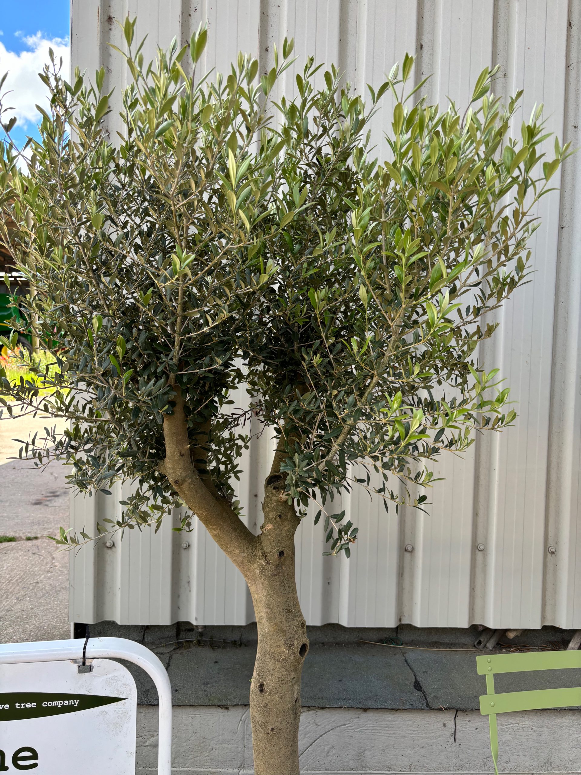Branched Olive Tree - The Norfolk Olive Tree Company