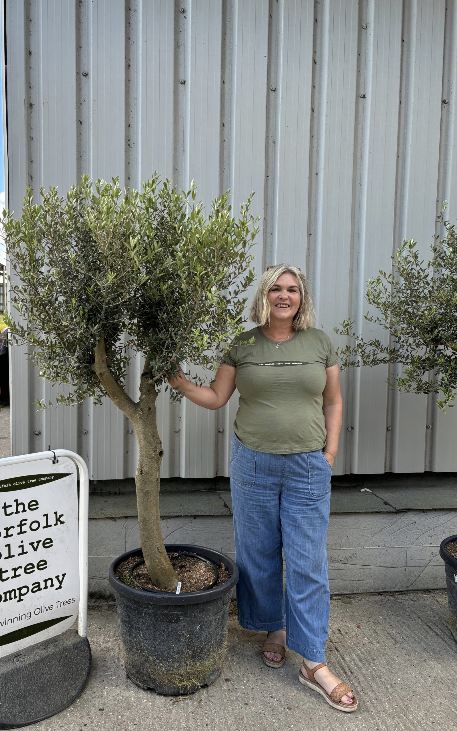Branched Olive Tree - The Norfolk Olive Tree Company