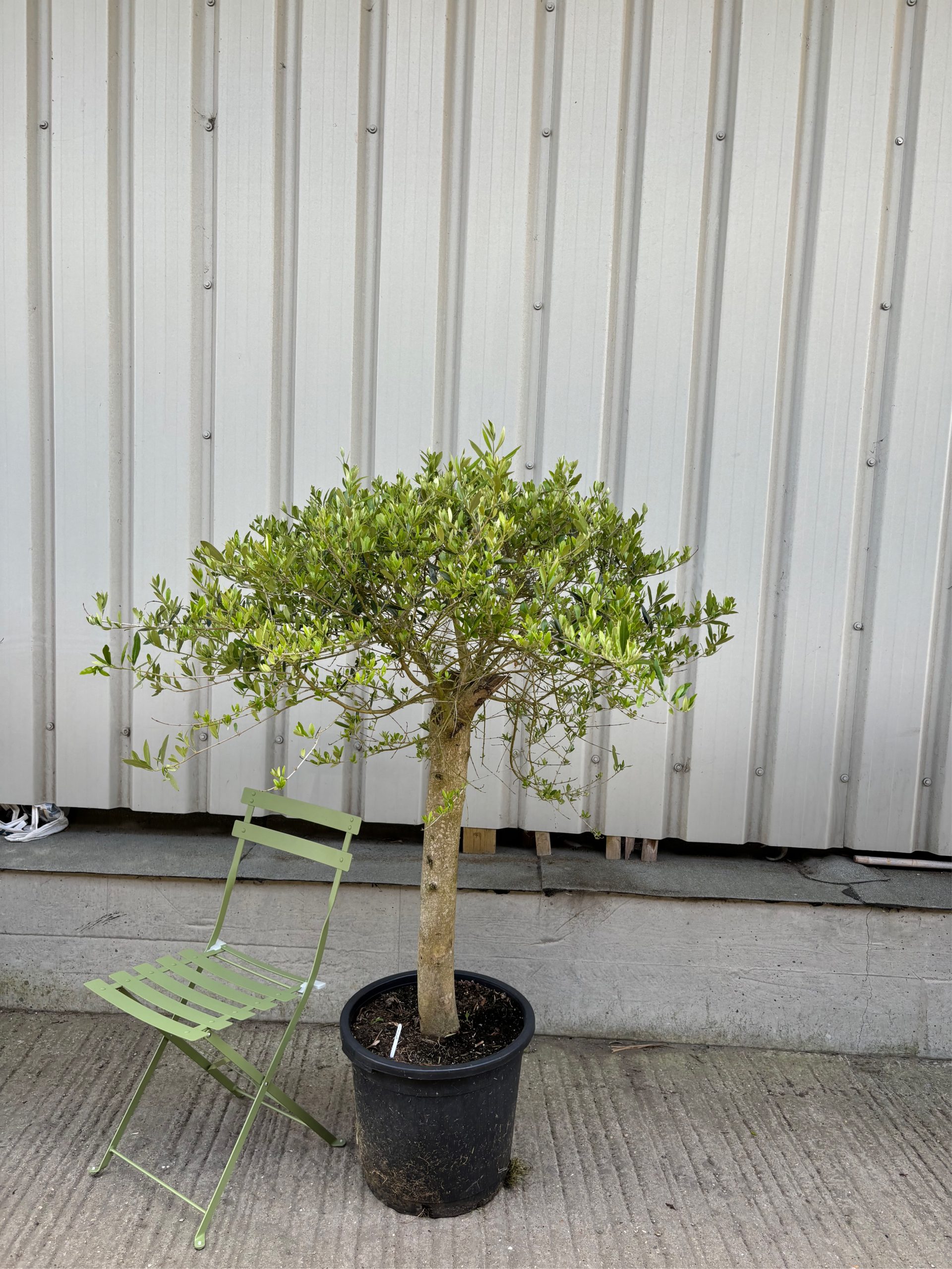 Patio Olive tree - free delivery - The Norfolk Olive Tree Company