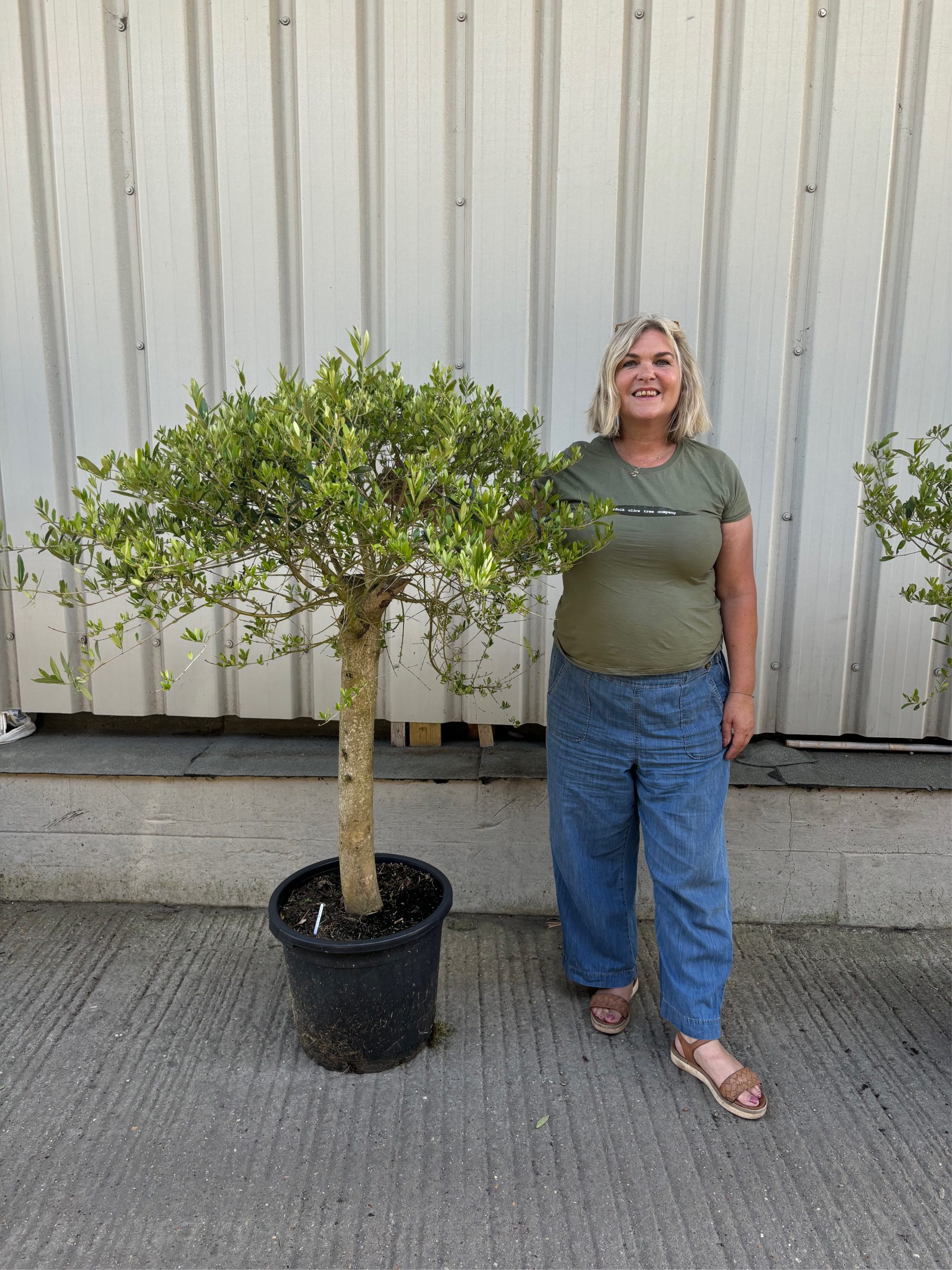 Patio Olive tree - free delivery - The Norfolk Olive Tree Company