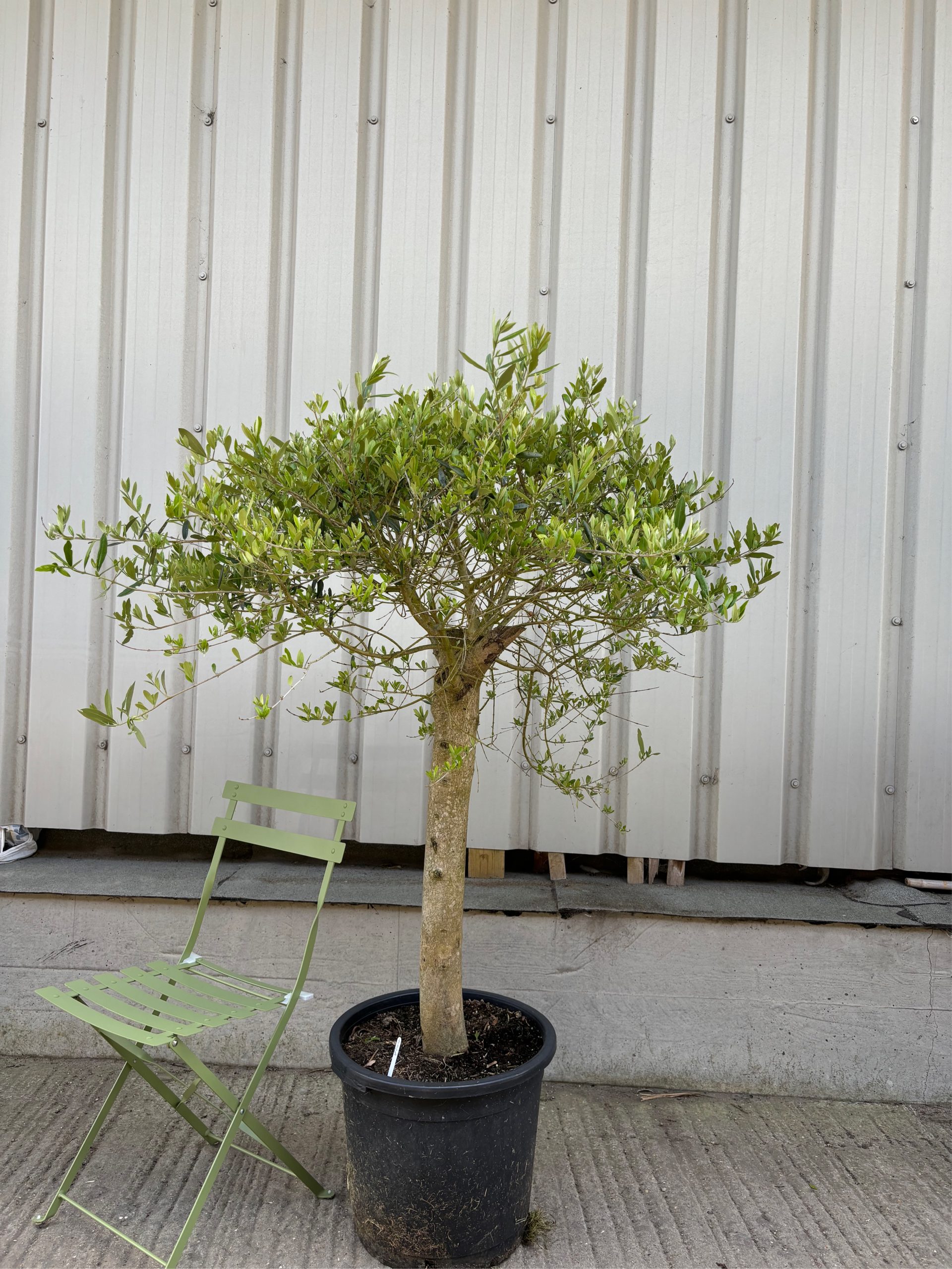Patio Olive tree - free delivery - The Norfolk Olive Tree Company