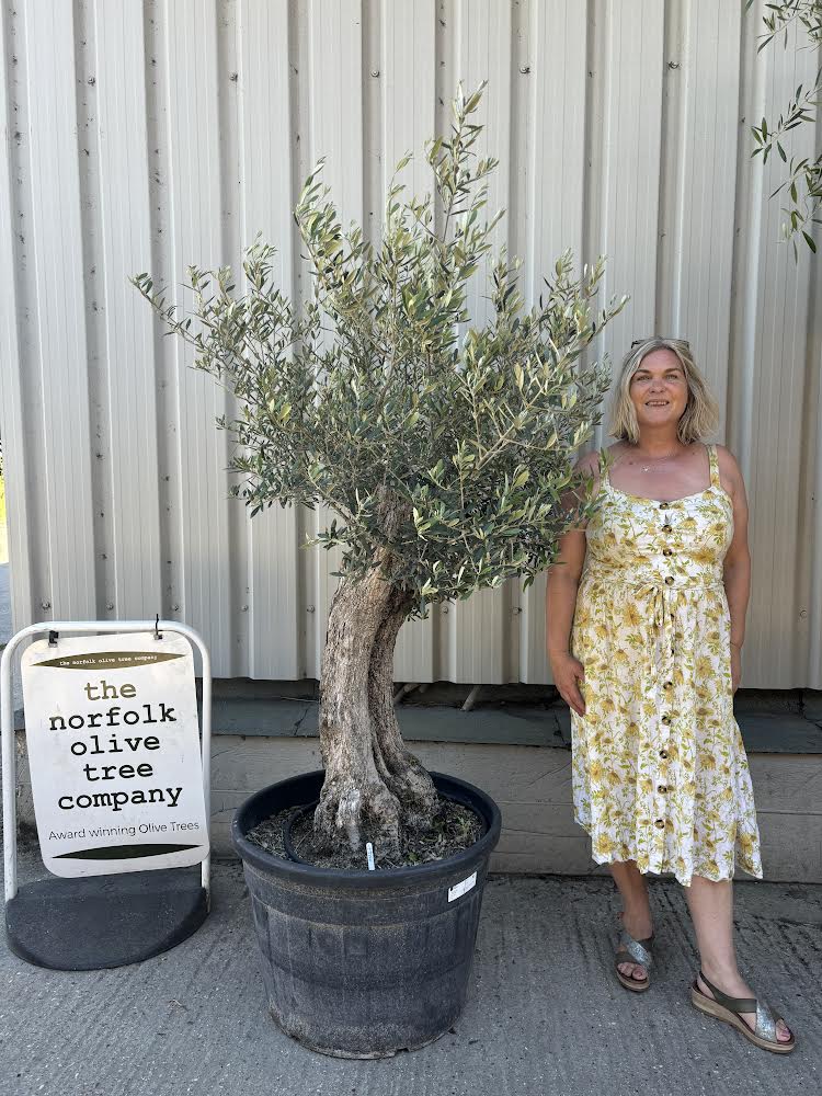 Small gnarled Olive tree - The Norfolk Olive Tree Company
