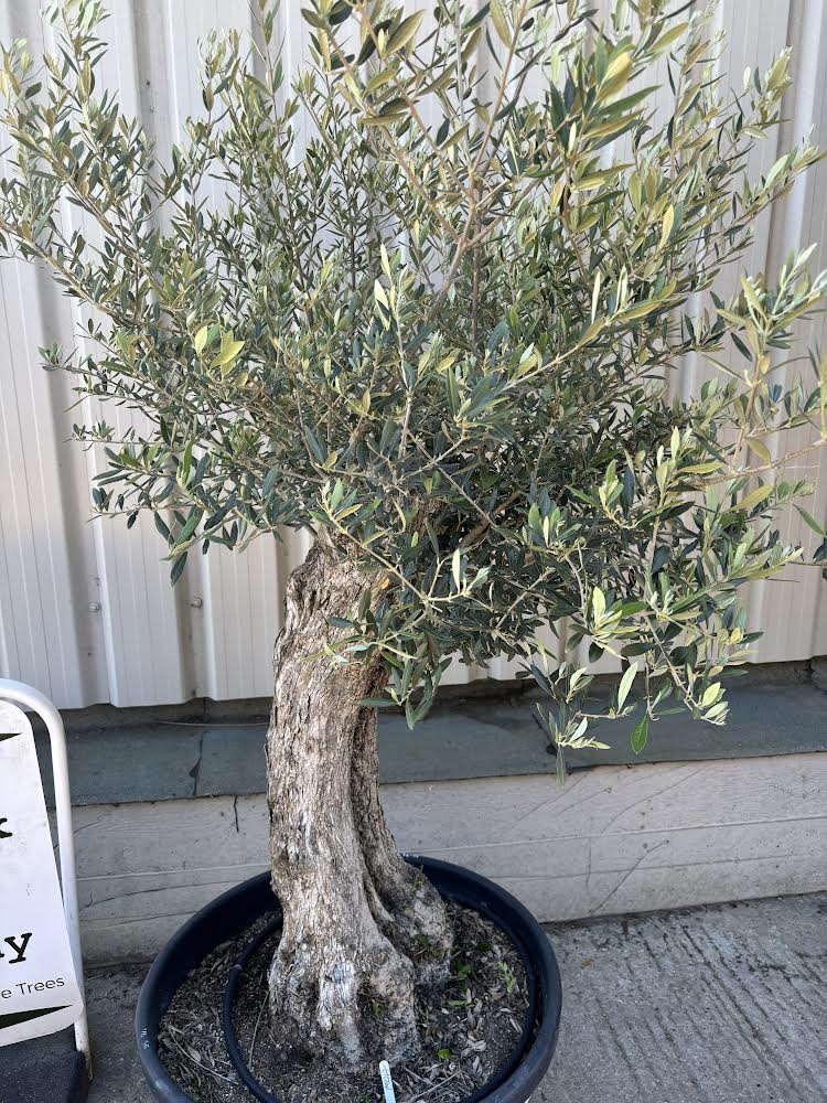 Small gnarled Olive tree - The Norfolk Olive Tree Company
