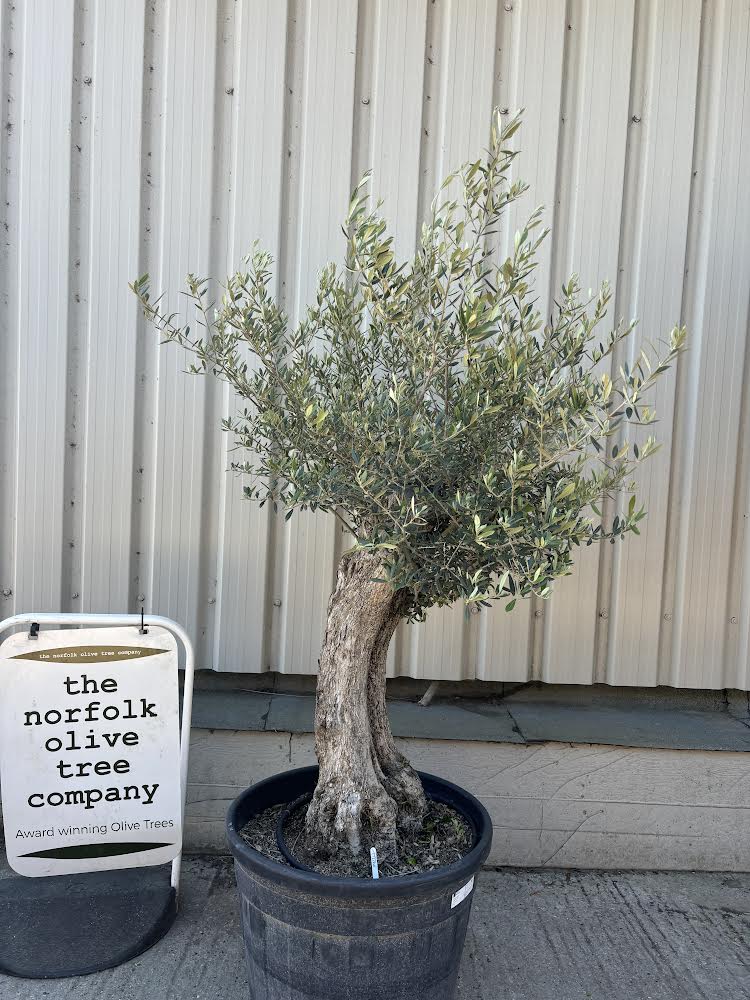 Small gnarled Olive tree - The Norfolk Olive Tree Company