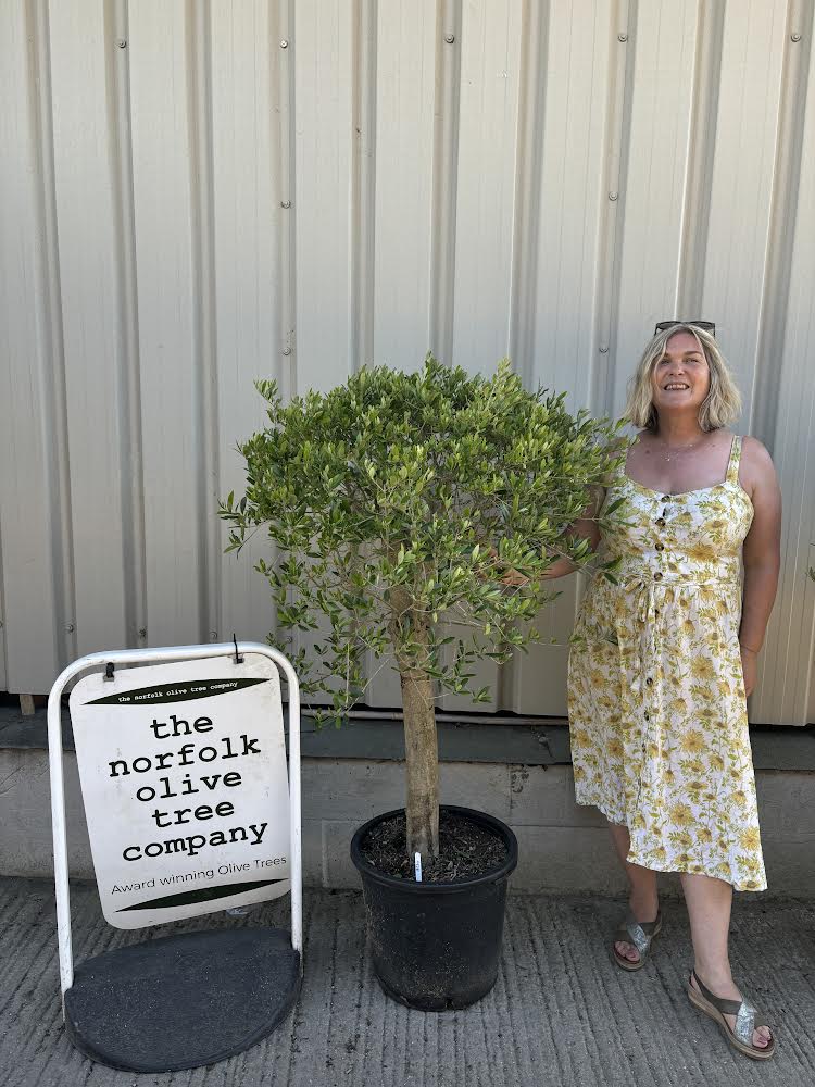 Patio Olive tree - free delivery - The Norfolk Olive Tree Company