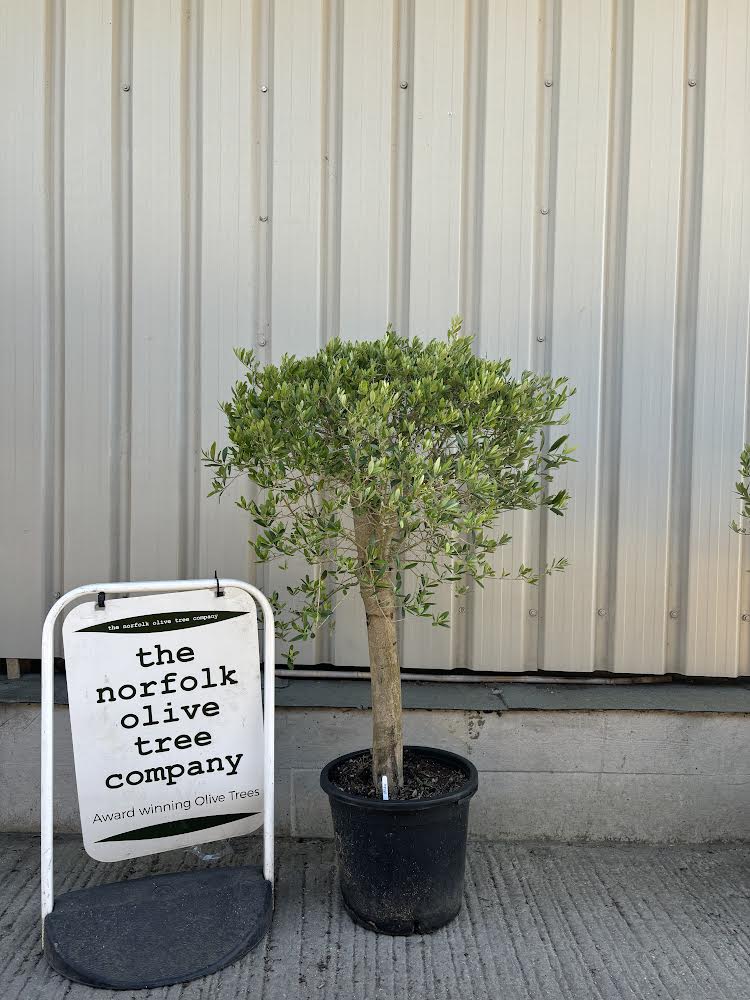 Patio Olive tree - free delivery - The Norfolk Olive Tree Company
