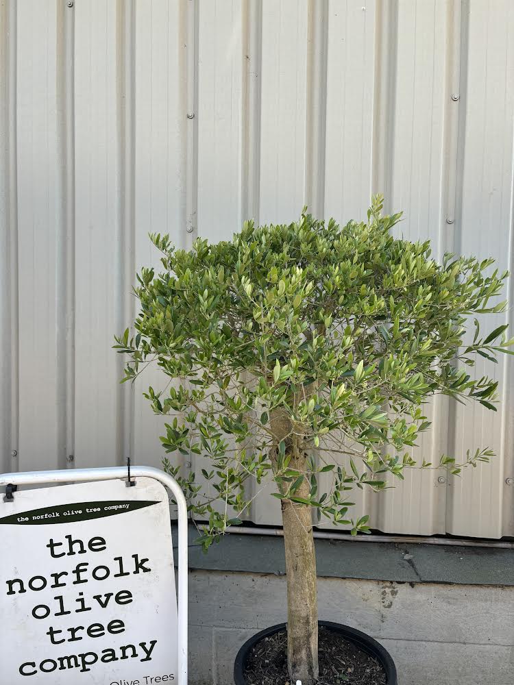 Patio Olive tree - free delivery - The Norfolk Olive Tree Company