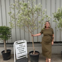 Recent arrivals - The Norfolk Olive Tree Company