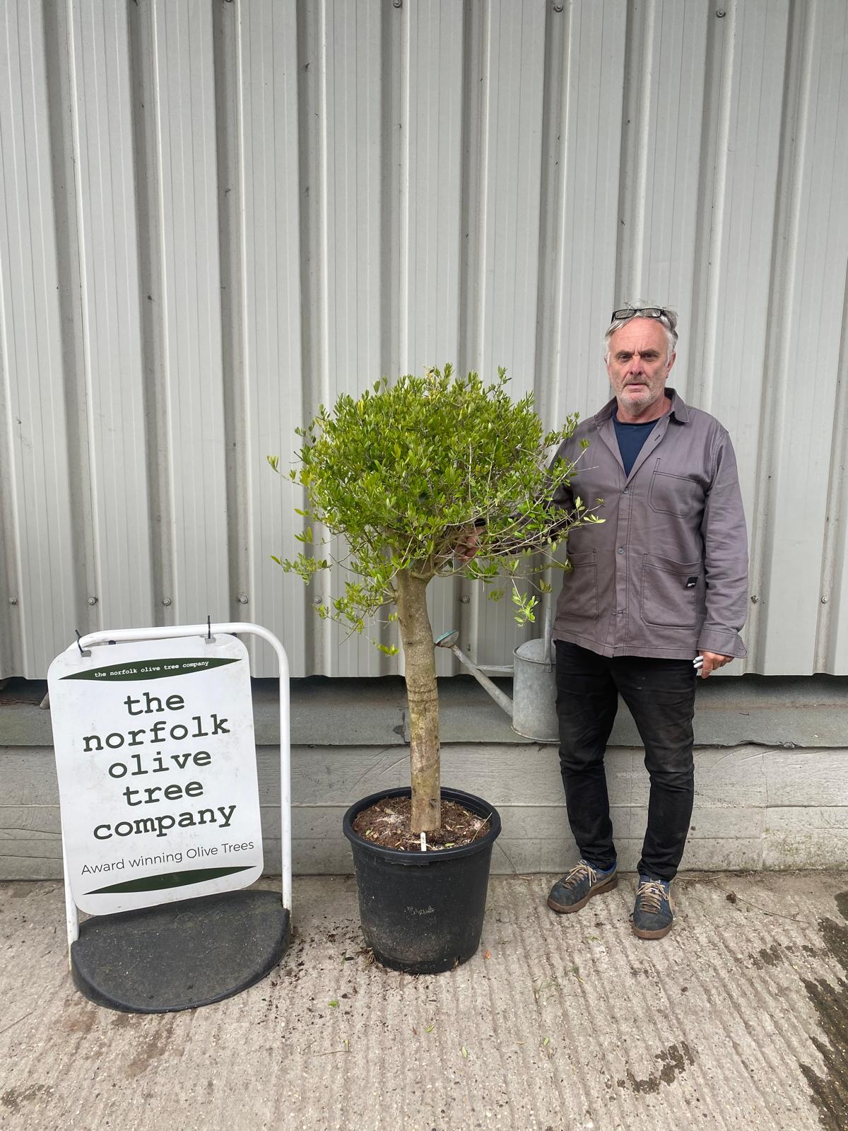 London Olive tree-free delivery. - The Norfolk Olive Tree Company