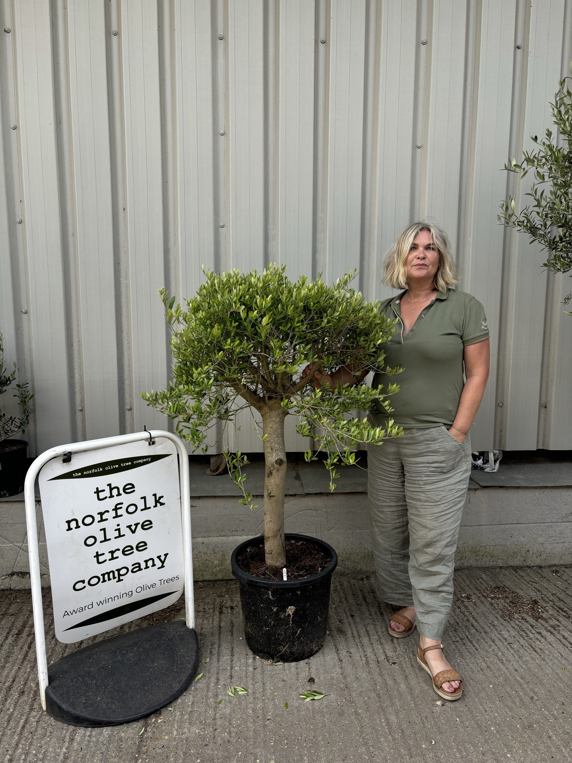 Courtyard Olive tree