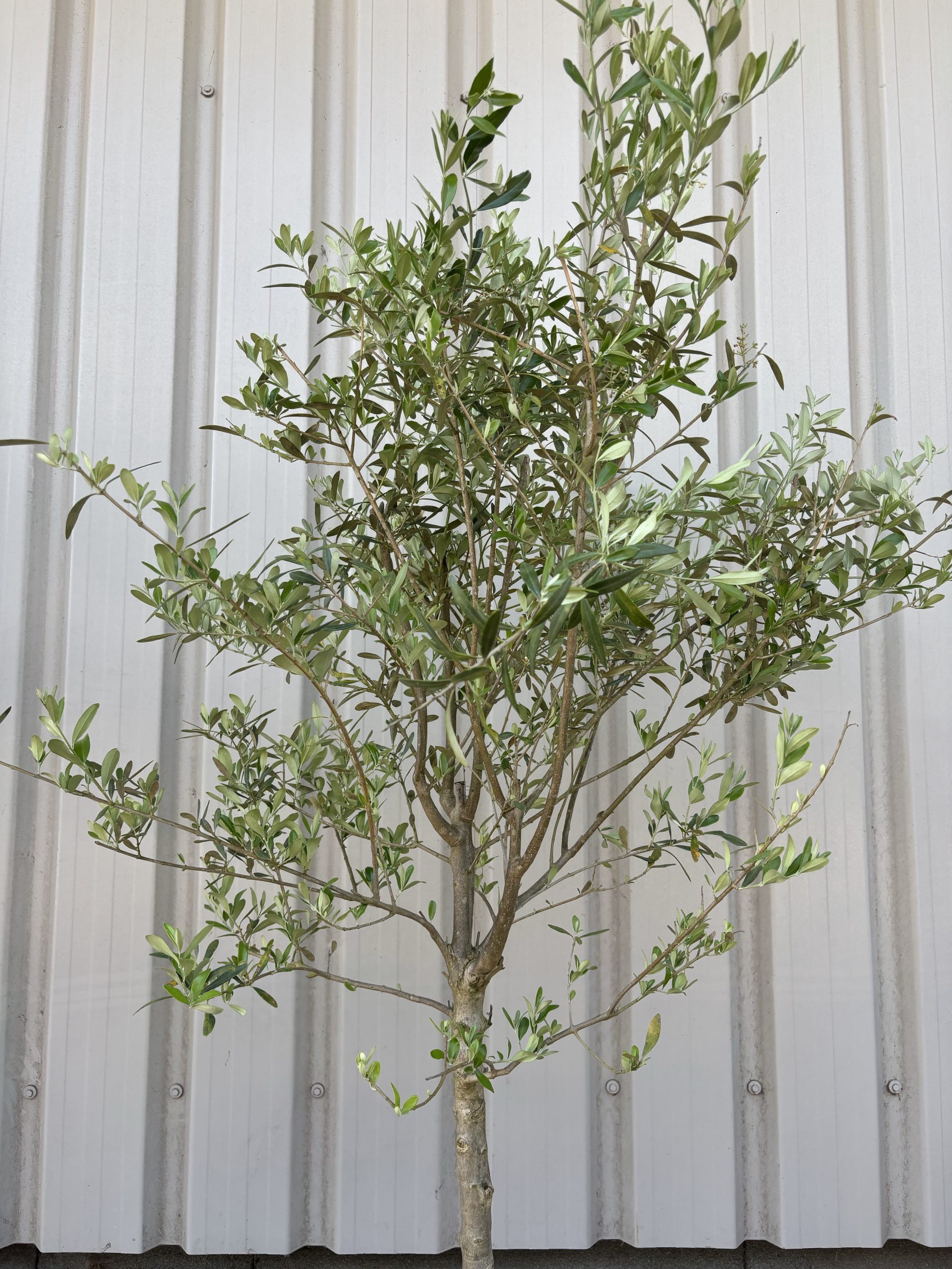 Open crown Olive Tree - free delivery - The Norfolk Olive Tree Company