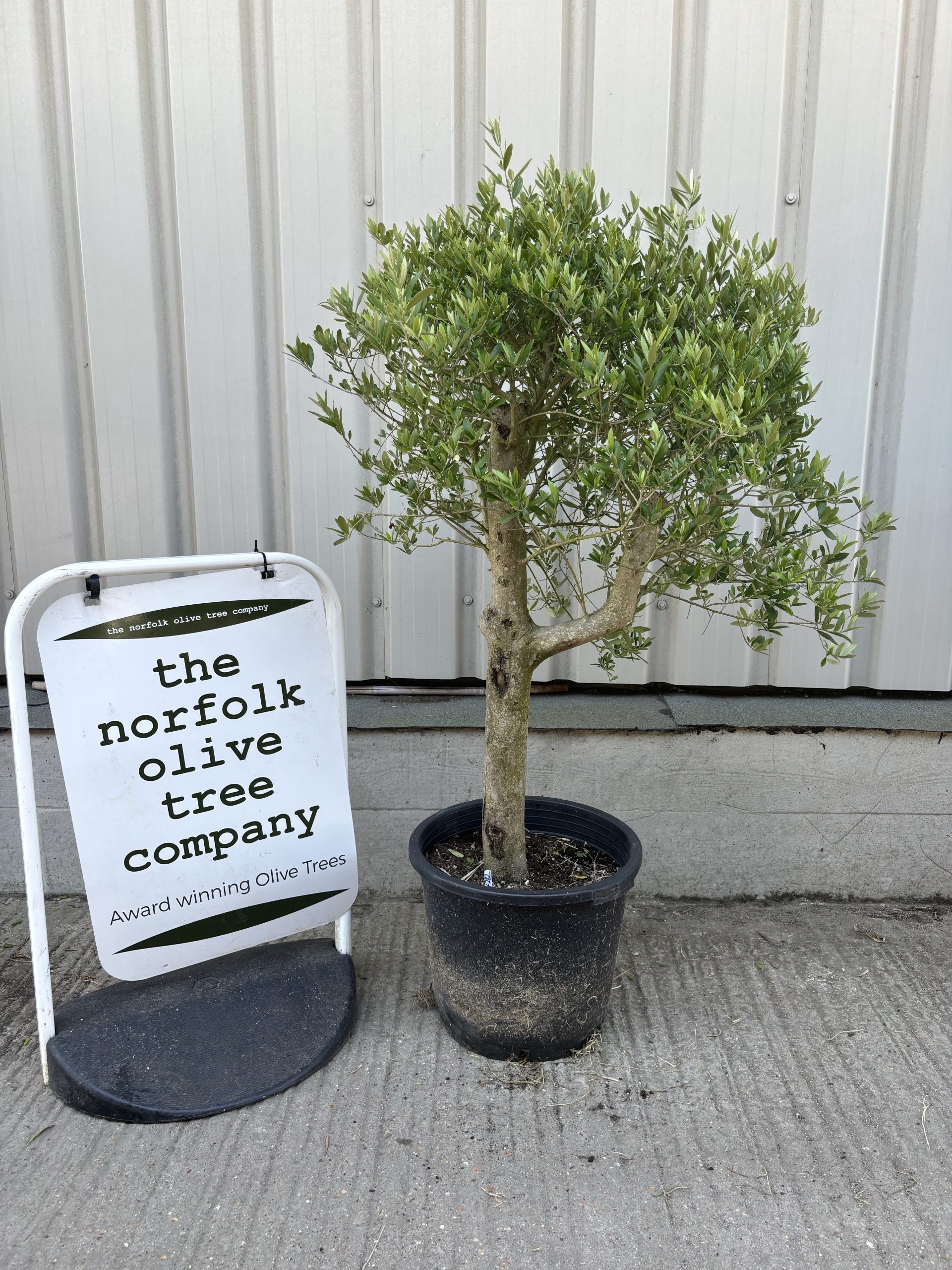 Patio Olive tree - free delivery - The Norfolk Olive Tree Company