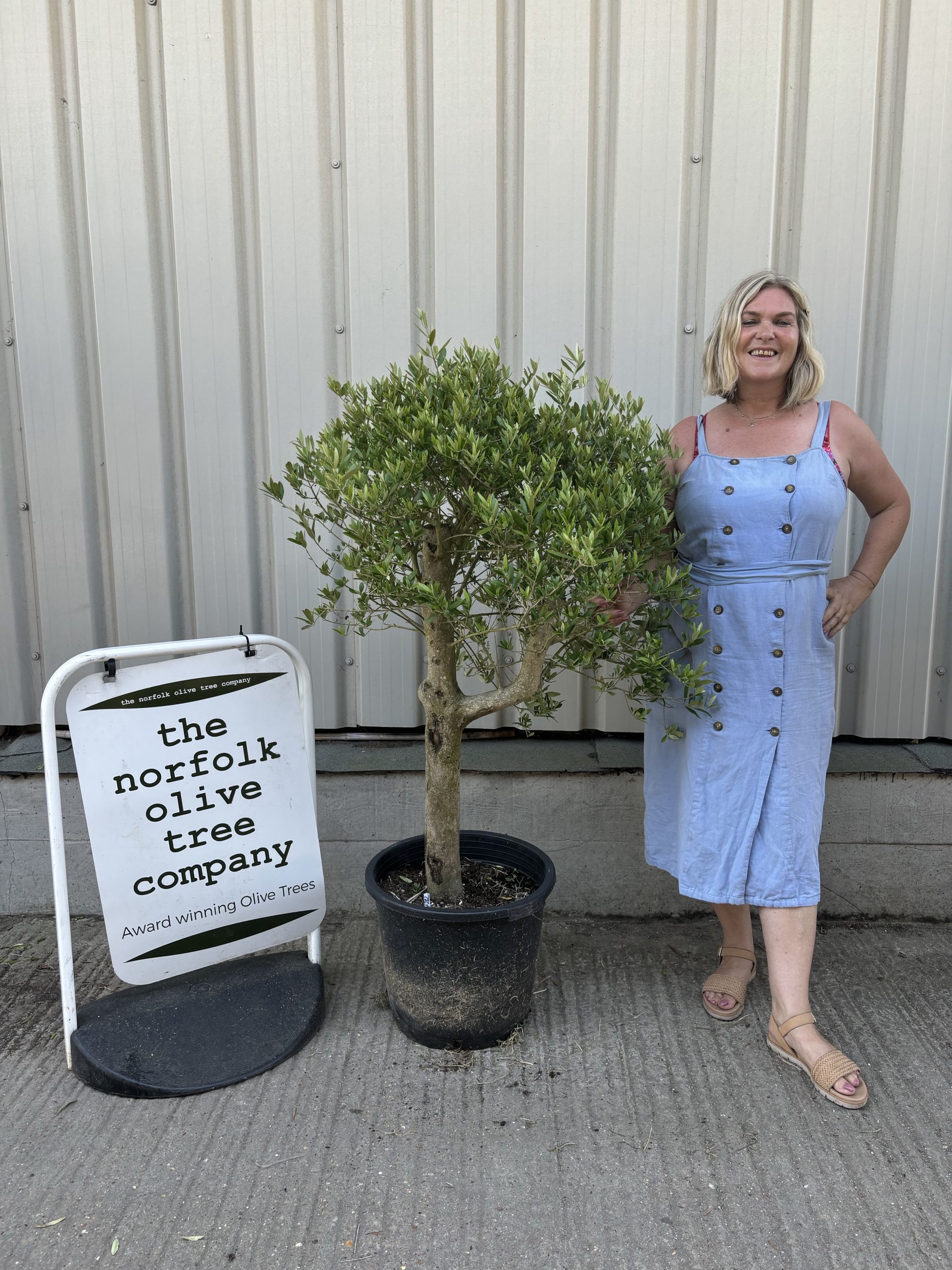 Patio Olive tree - free delivery - The Norfolk Olive Tree Company