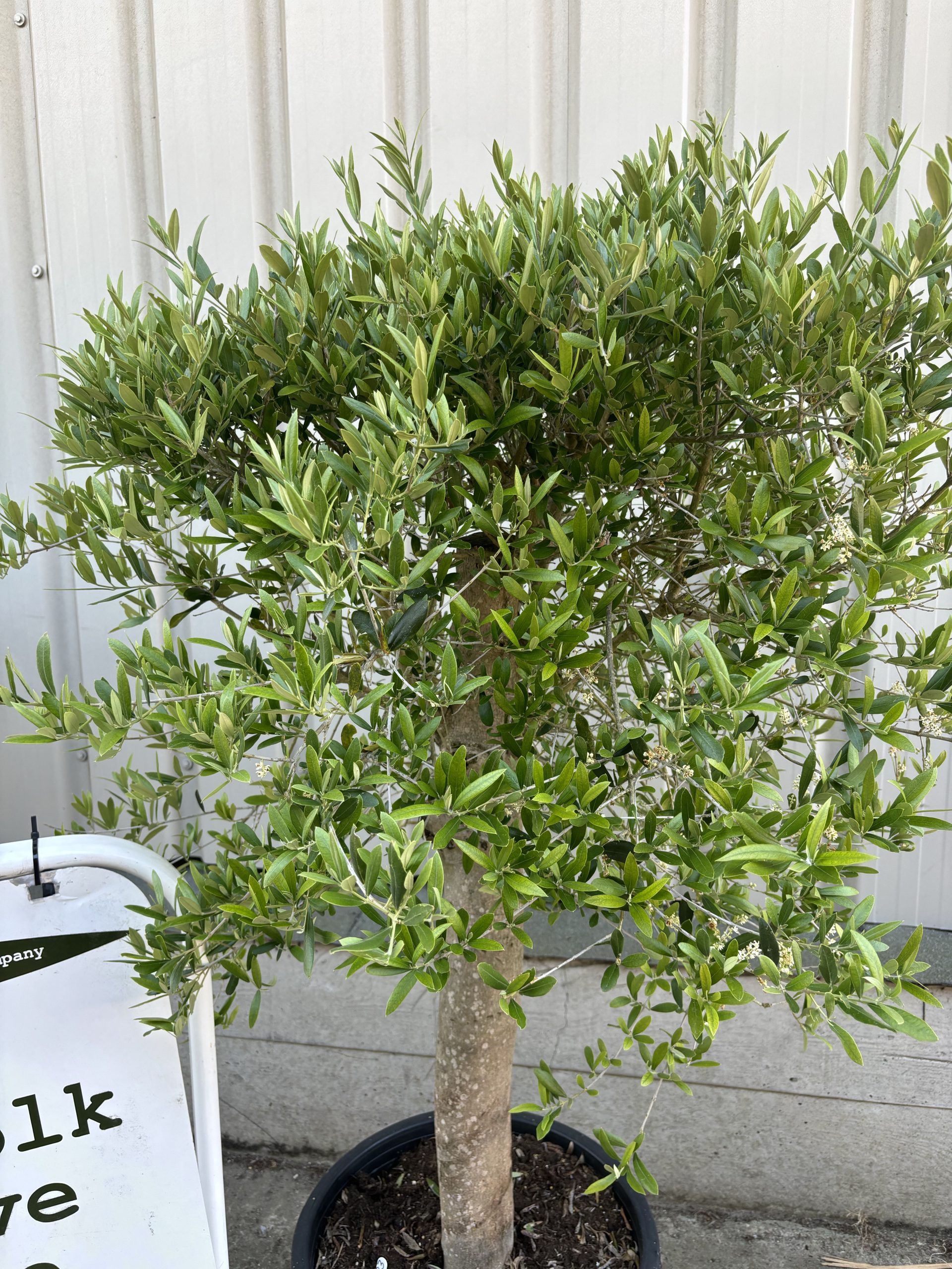 Patio Olive tree - free delivery - The Norfolk Olive Tree Company