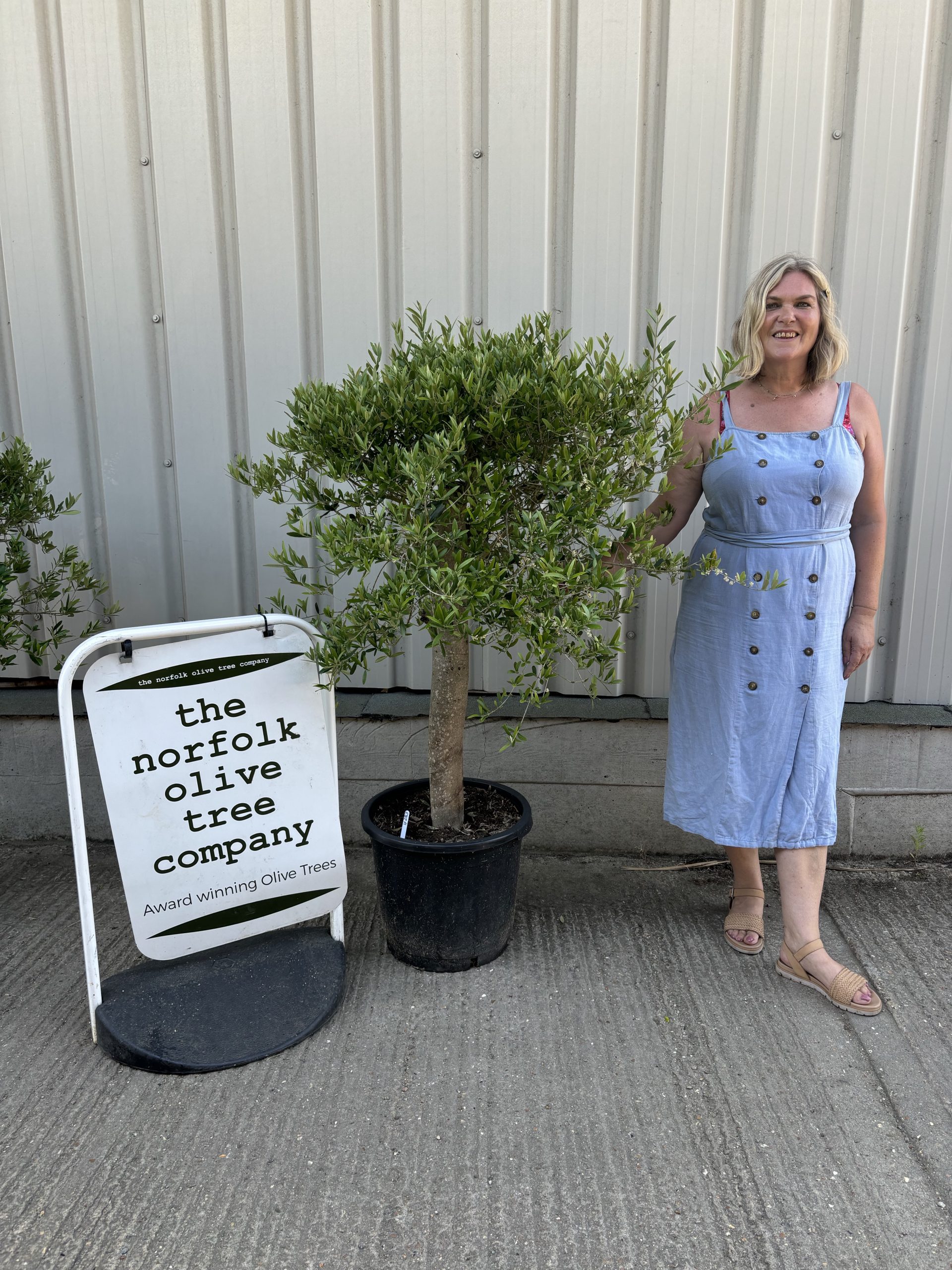 Patio Olive tree - free delivery - The Norfolk Olive Tree Company