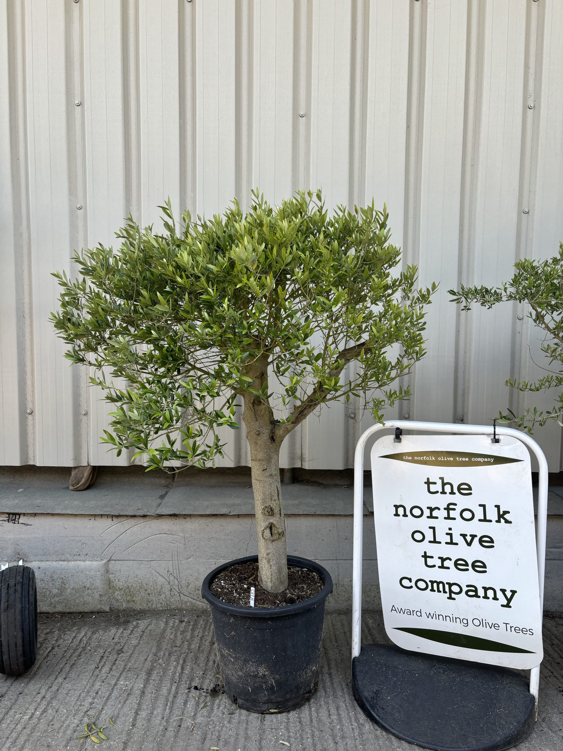London Olive tree - The Norfolk Olive Tree Company