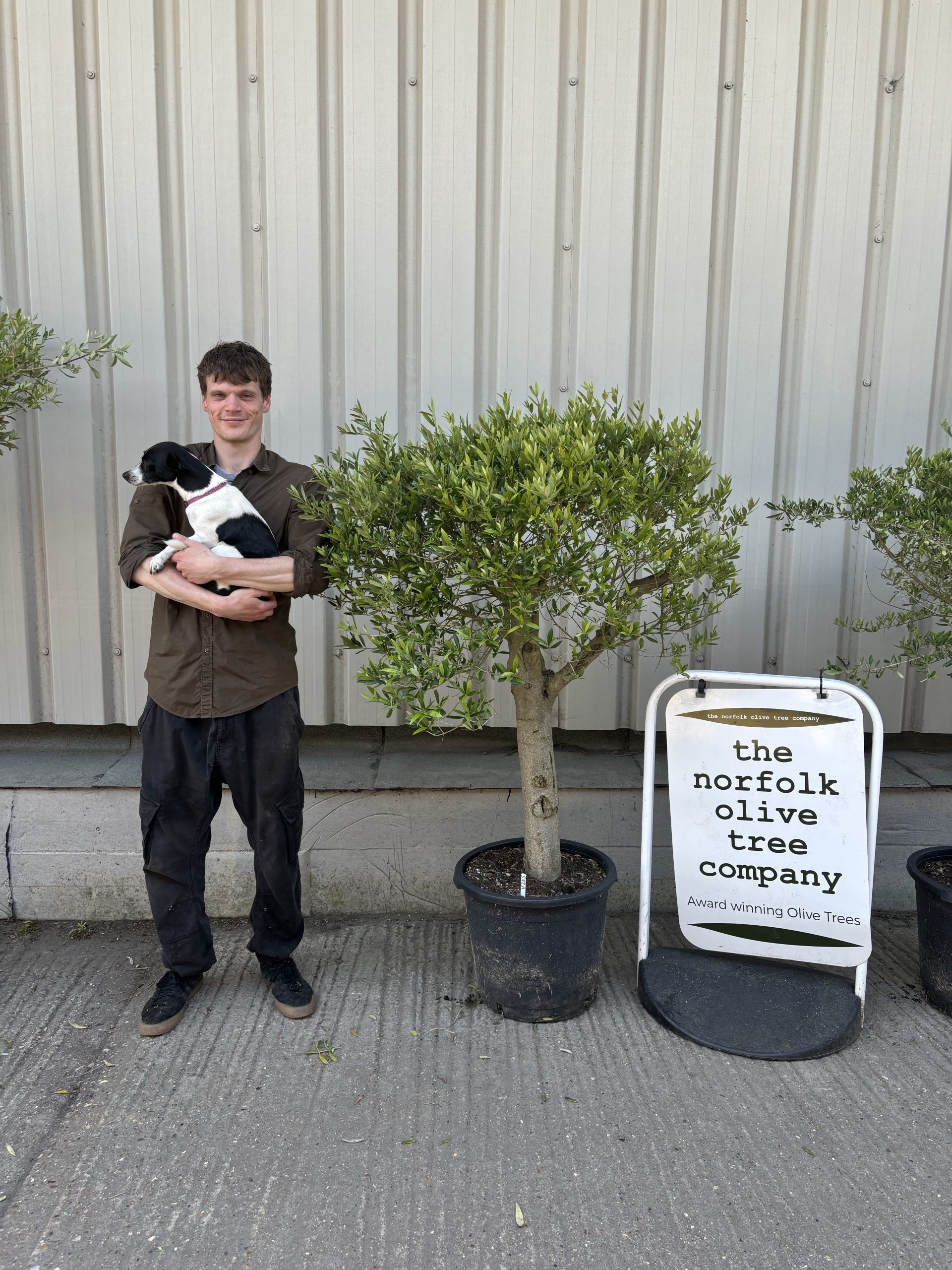 London Olive tree - The Norfolk Olive Tree Company