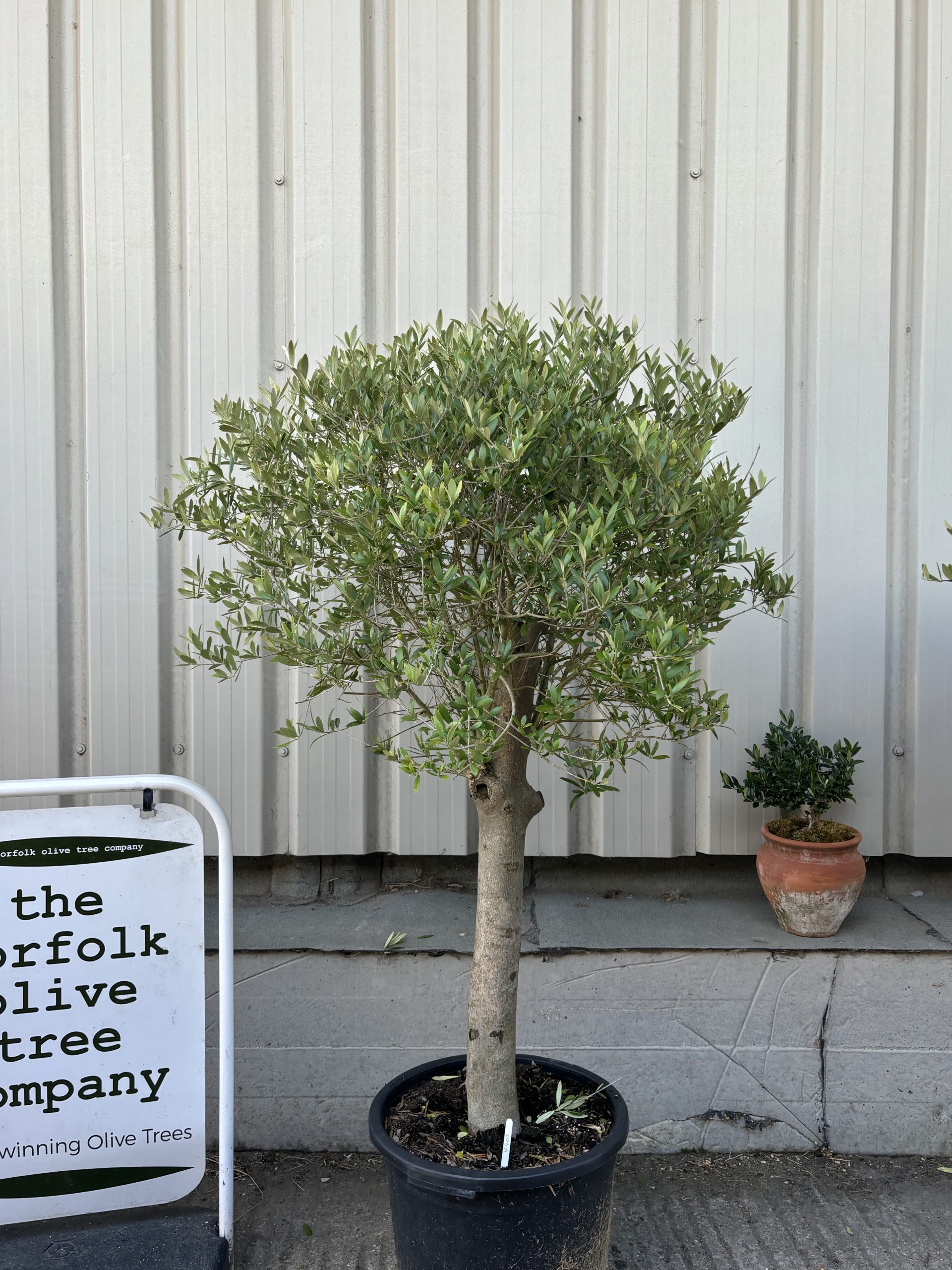 Chelsea Olive tree- free deliver - The Norfolk Olive Tree Company