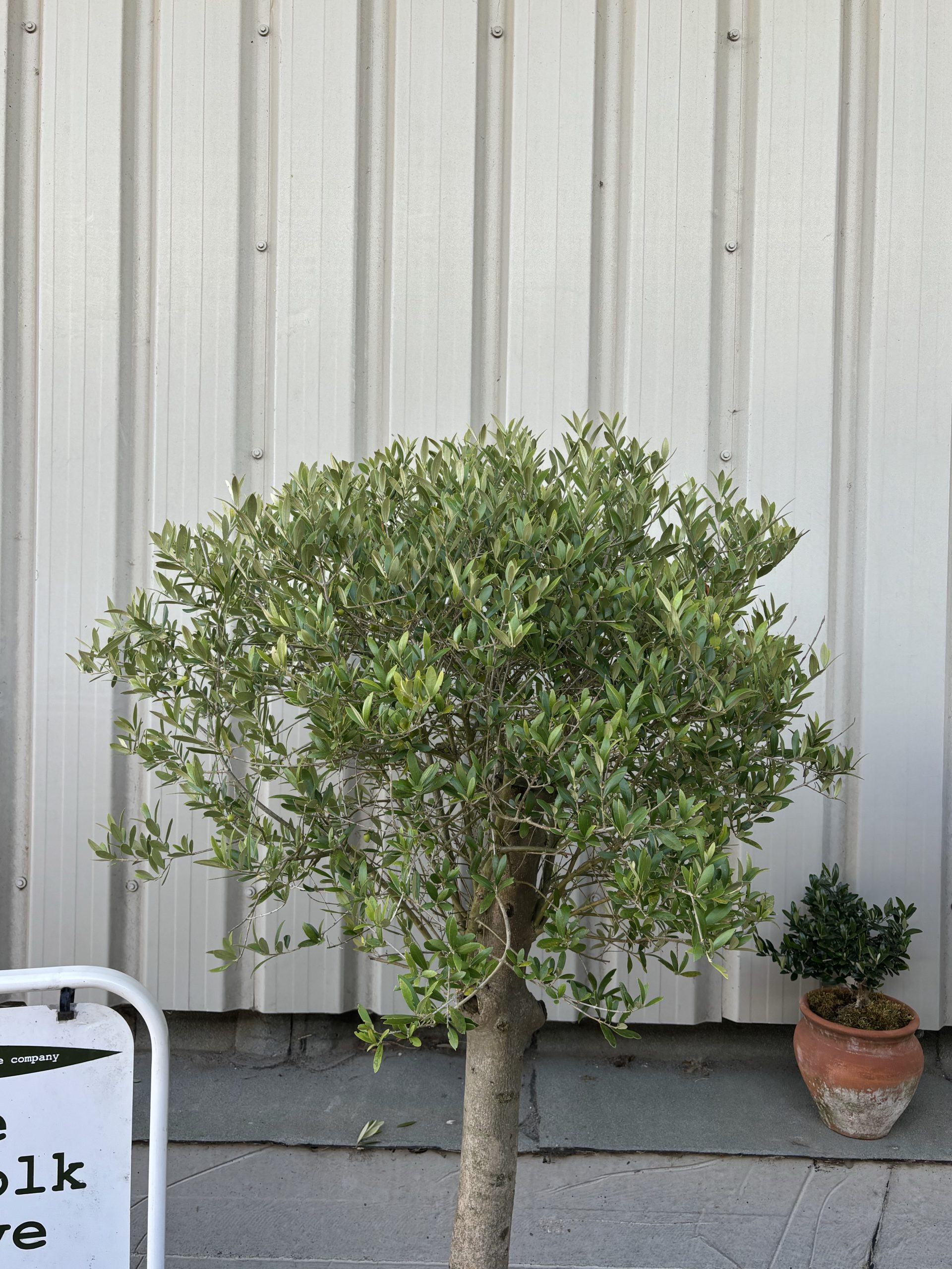Chelsea Olive tree- free deliver - The Norfolk Olive Tree Company